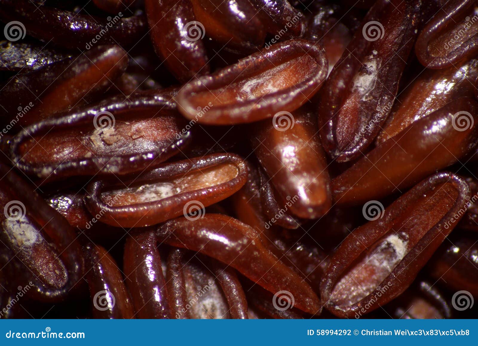 Psyllium seed husks stock photo. Image of herb, health - 58994292