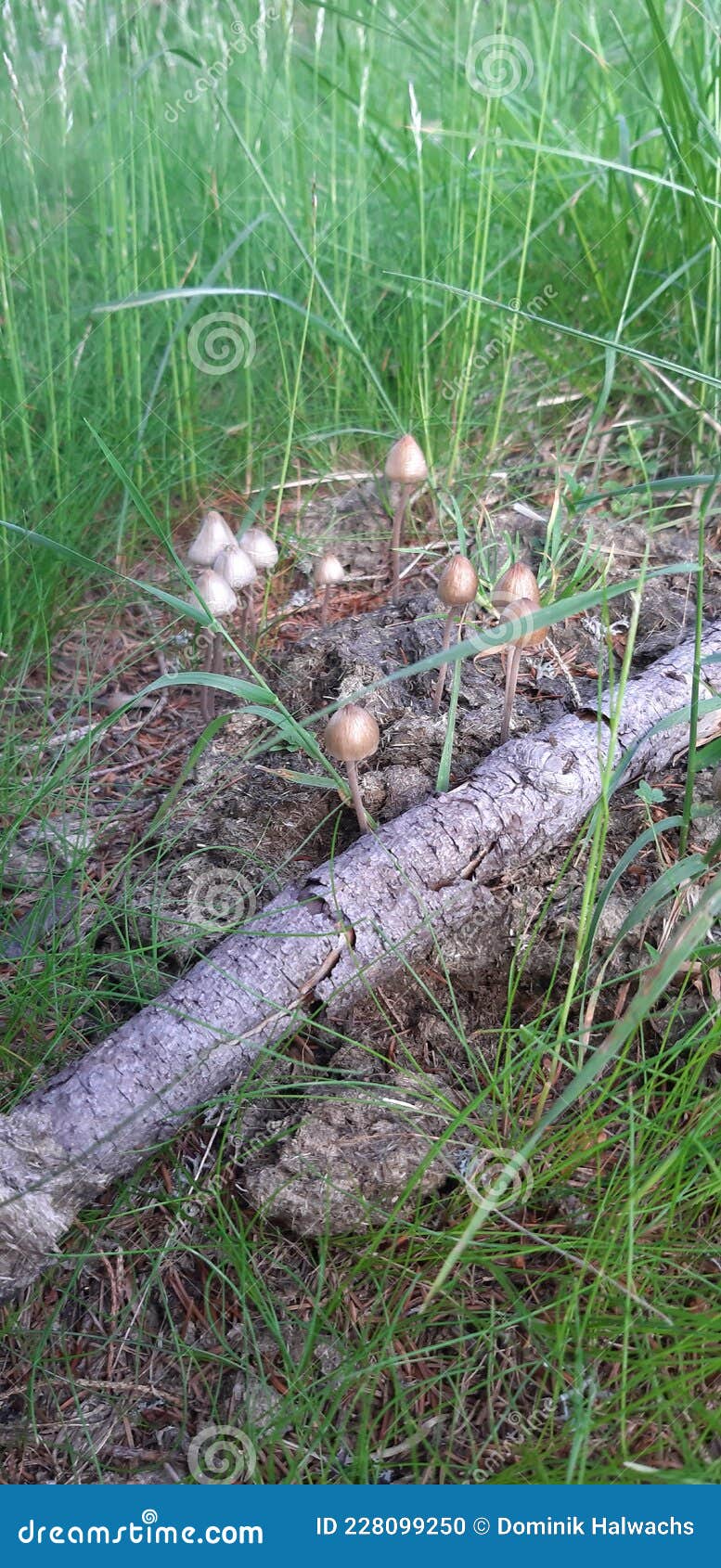 Psylocibin mushroom drugs stock photo. Image of soil - 228099250