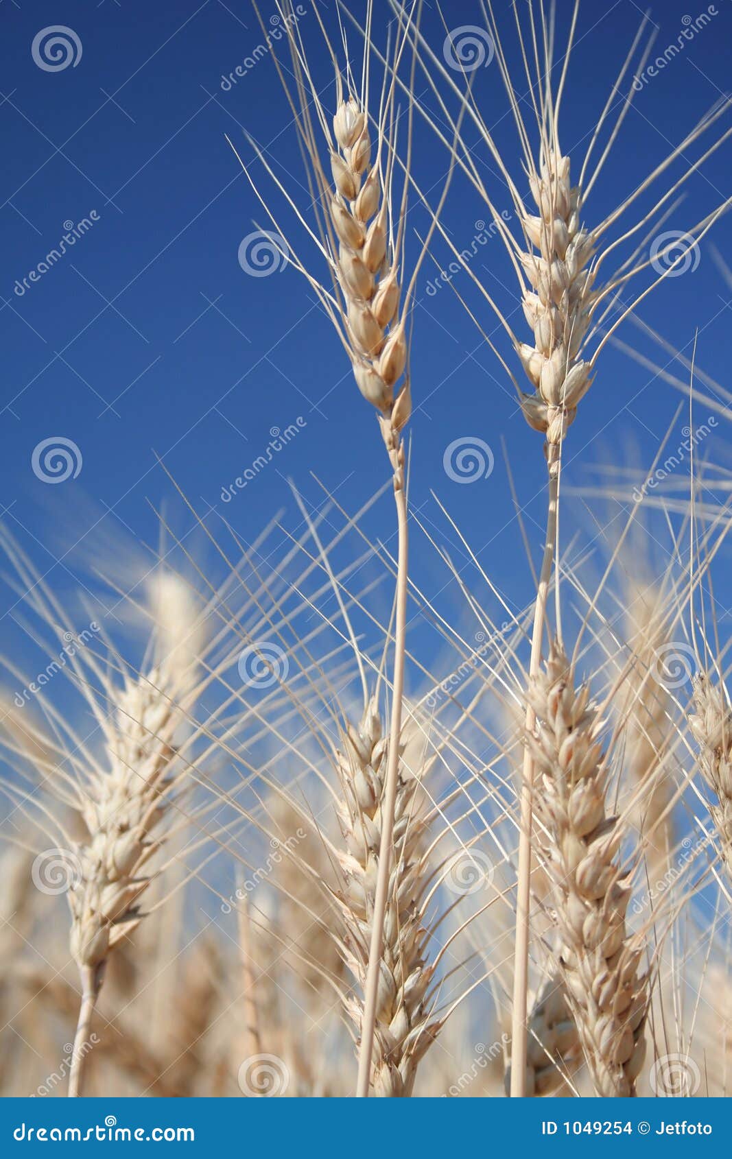 Pszenica zdjęcie stock. Obraz złożonej z farmland, jedzenie - 1049254