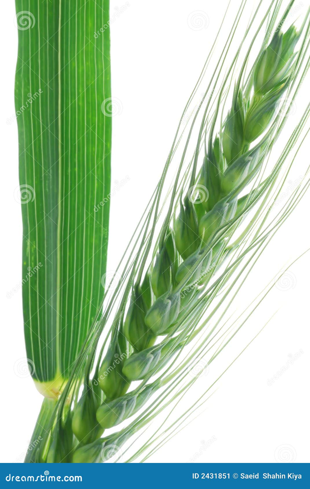 Pszenica obraz stock. Obraz złożonej z ucho, złoty, roślina - 2431851