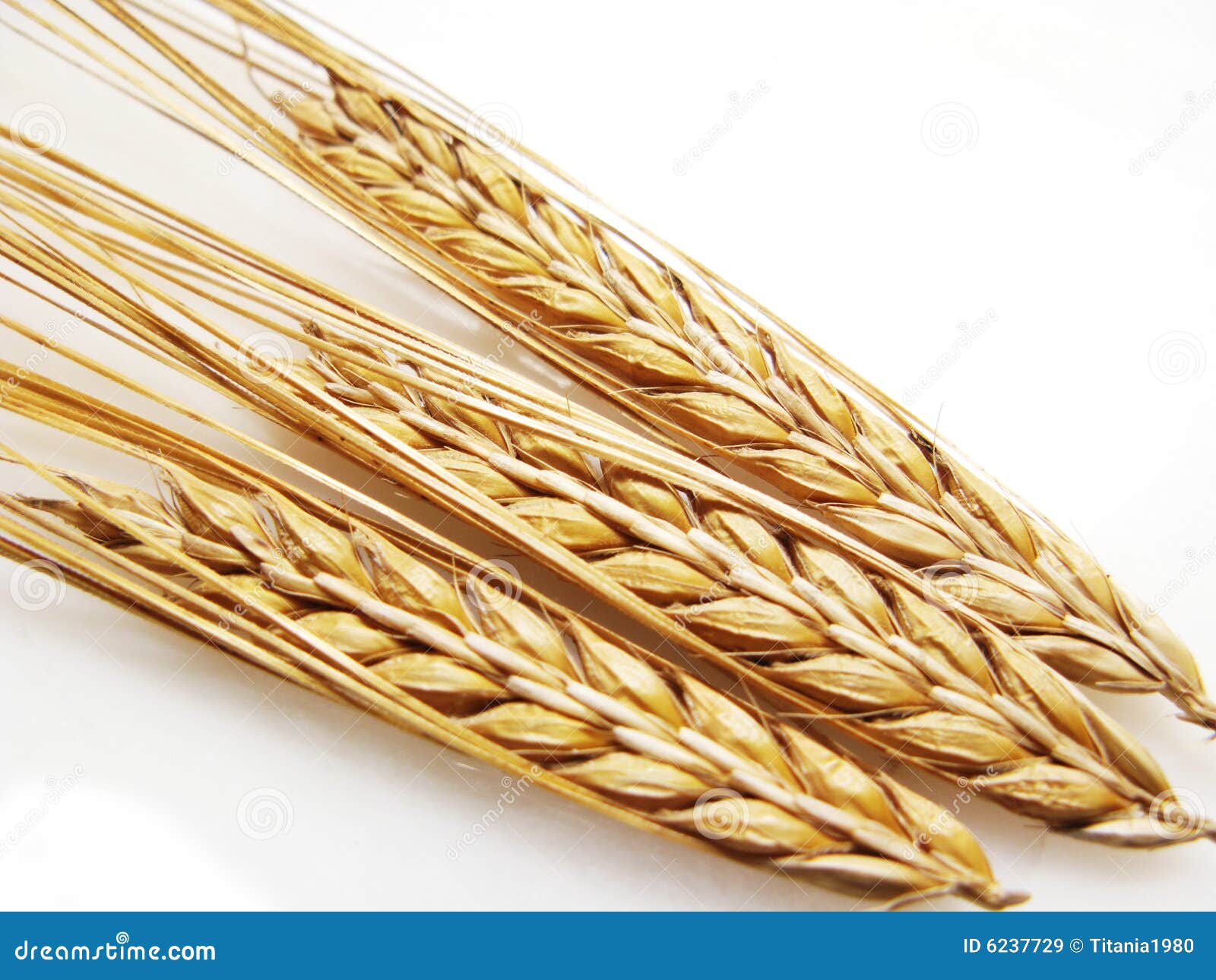 Pszenica obraz stock. Obraz złożonej z grainer, sezon - 6237729