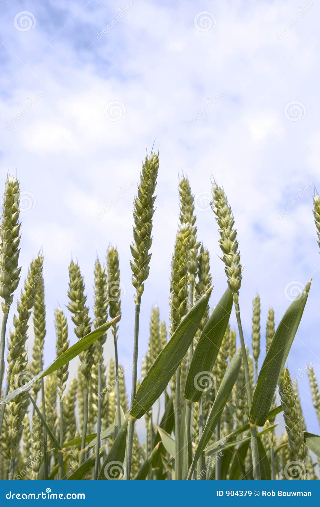 Pszenica obraz stock. Obraz złożonej z roślina, horyzont - 904379