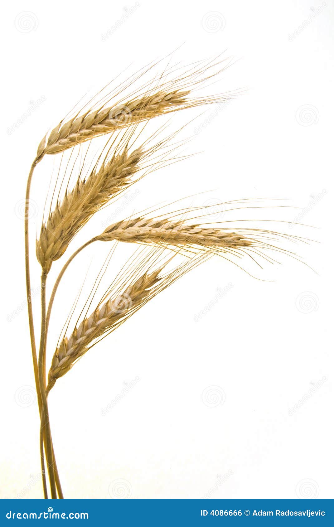 Pszenica odizolowana zdjęcie stock. Obraz złożonej z ziarno - 4086666