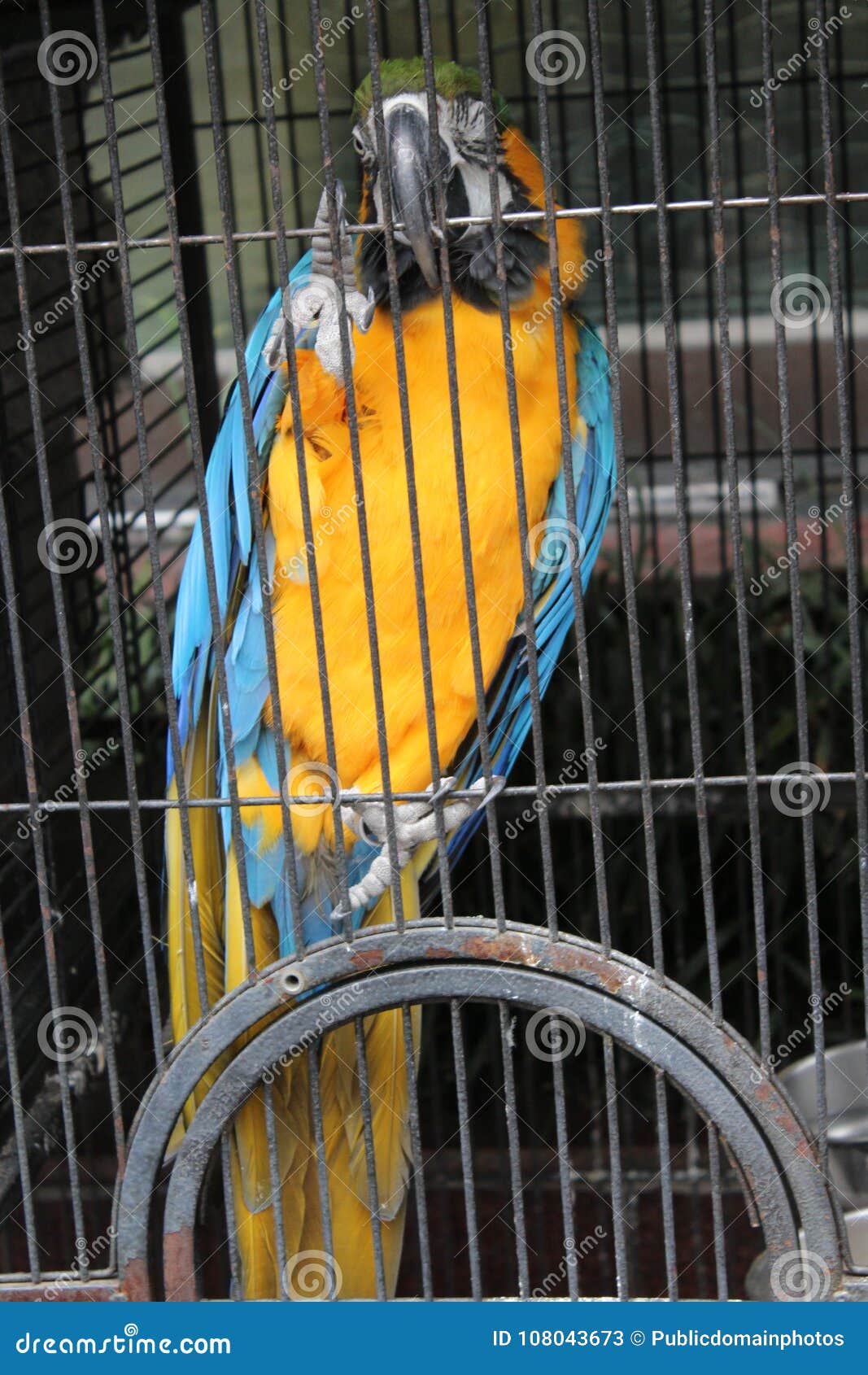 Papuga żółta Obraz. Obraz: 108043673