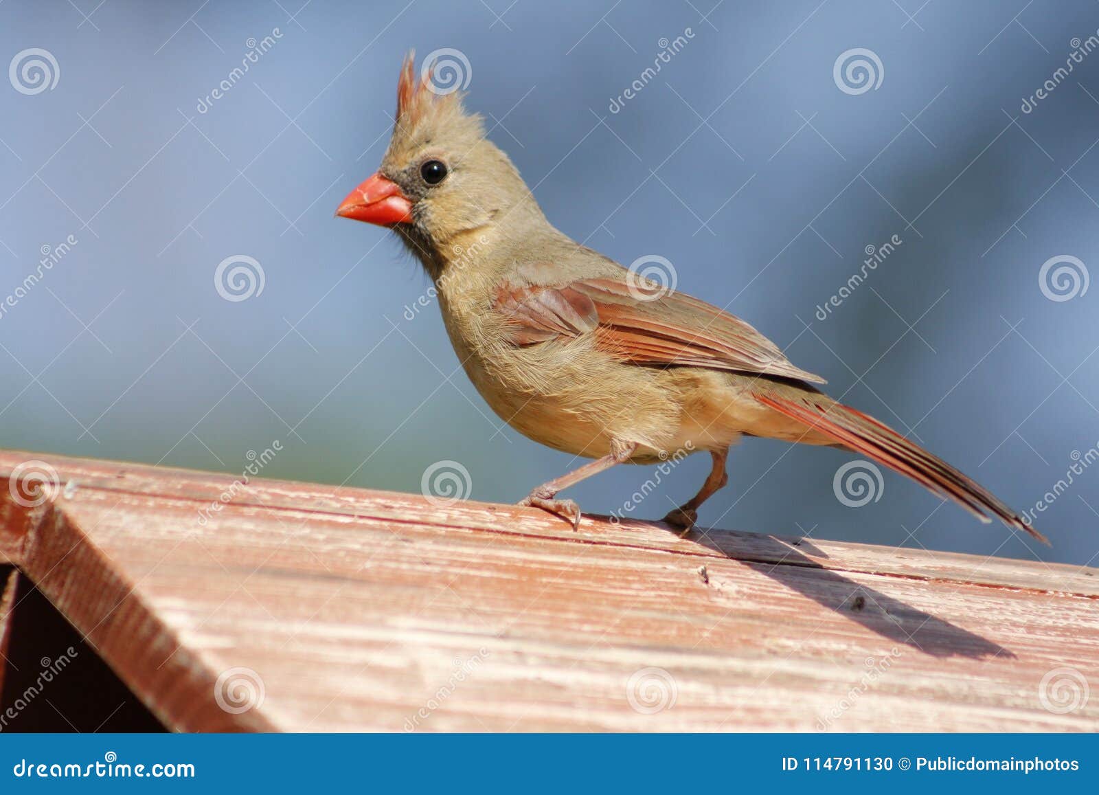 Kardynał Dzioba Obraz. Obraz: 114791130