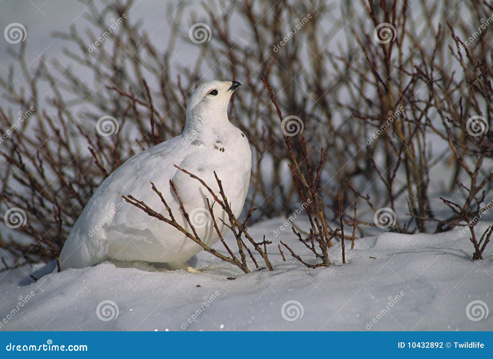 Ptarmigan in Snow stock photo. Image of camouflage, nature - 10432892