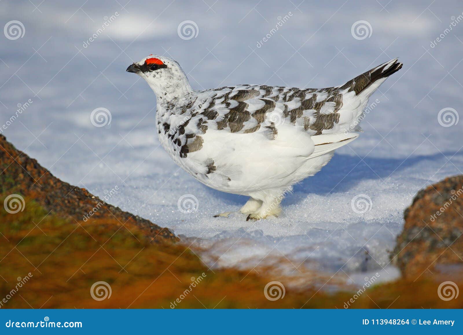 Ptarmigan in the snow stock photo. Image of ptarmigan - 113948264