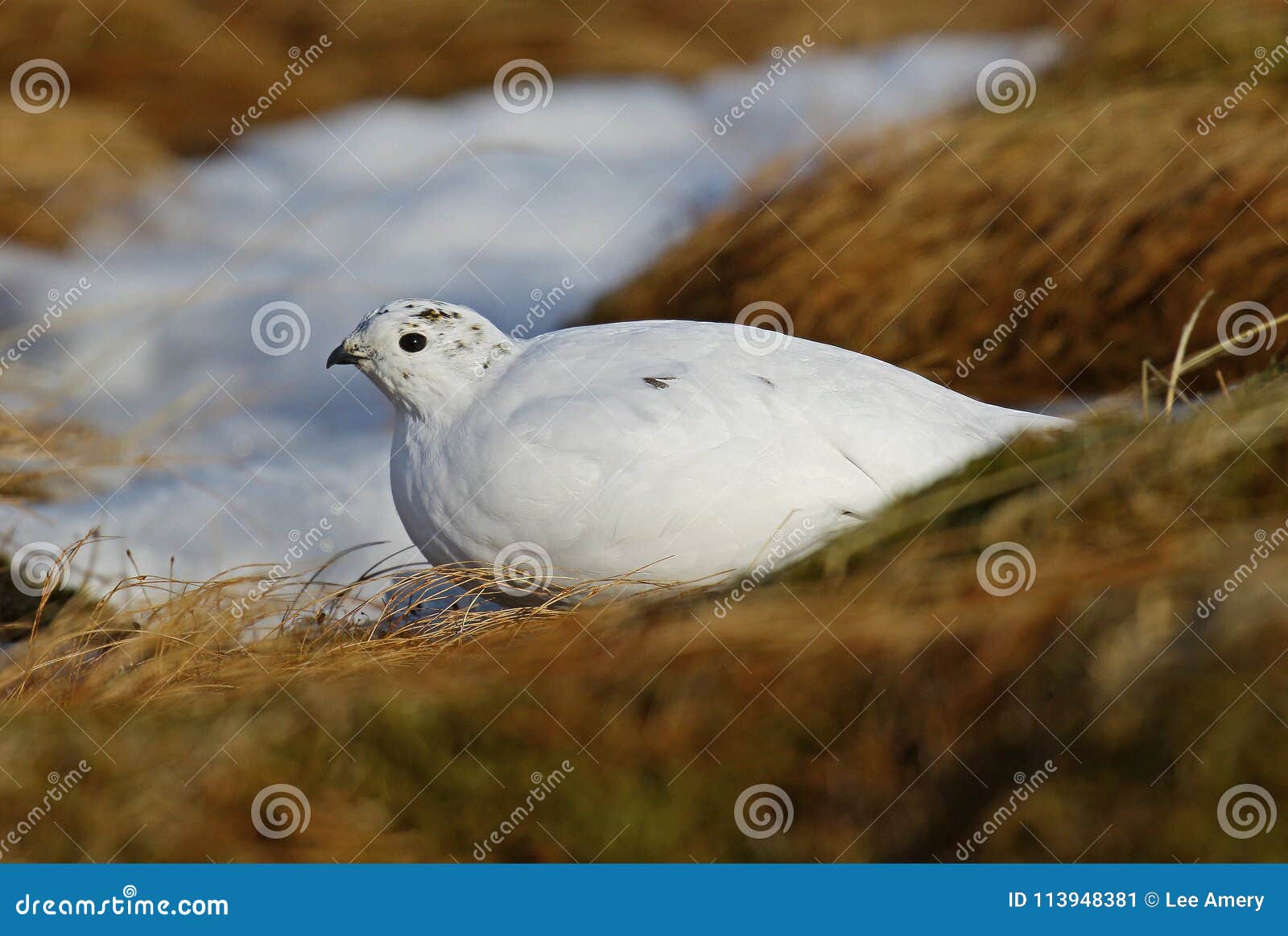 Ptarmigan in the snow stock image. Image of nethy, feathered - 113948381
