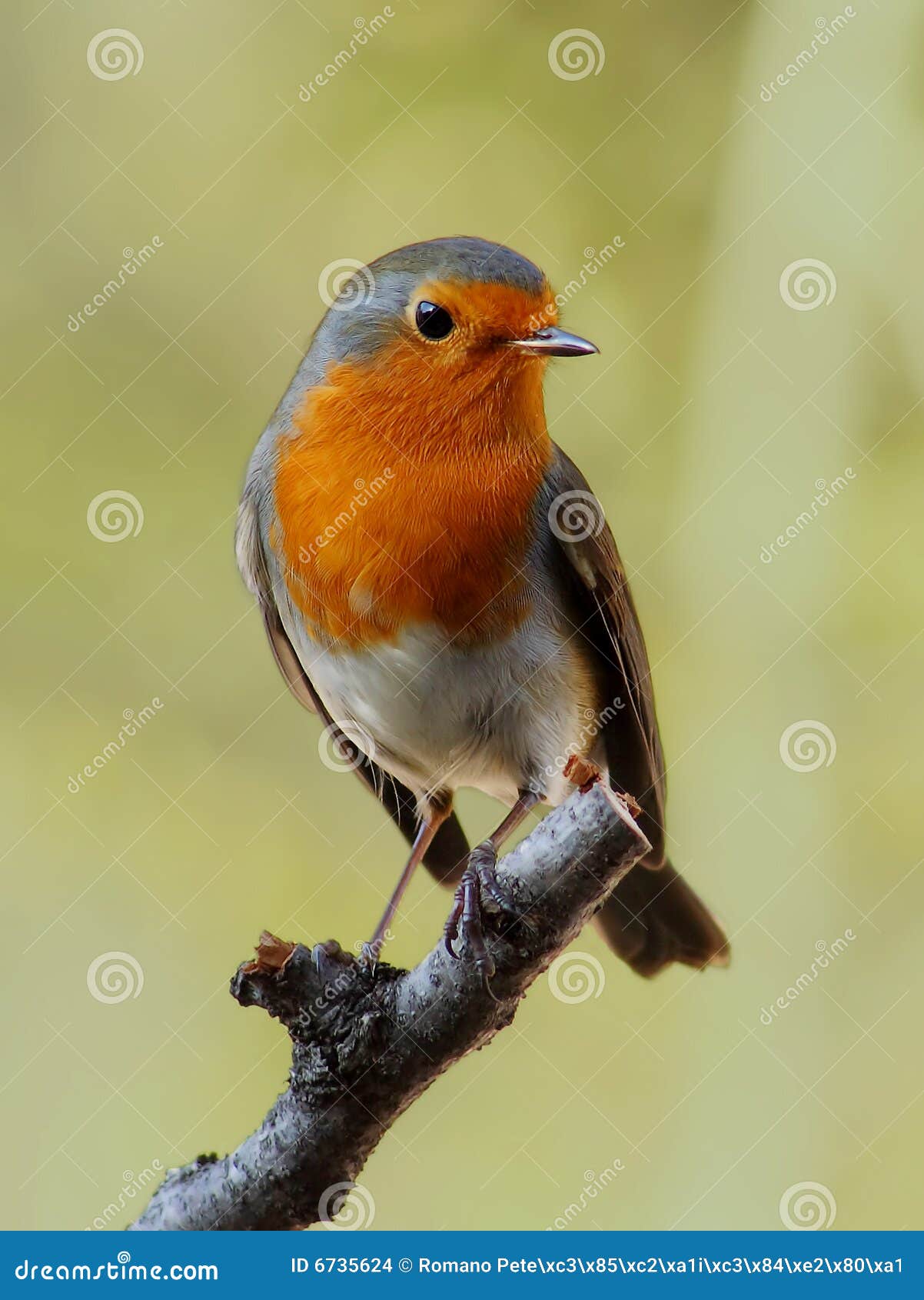 Ptasi rudzik zdjęcie stock. Obraz złożonej z plenerowy - 6735624