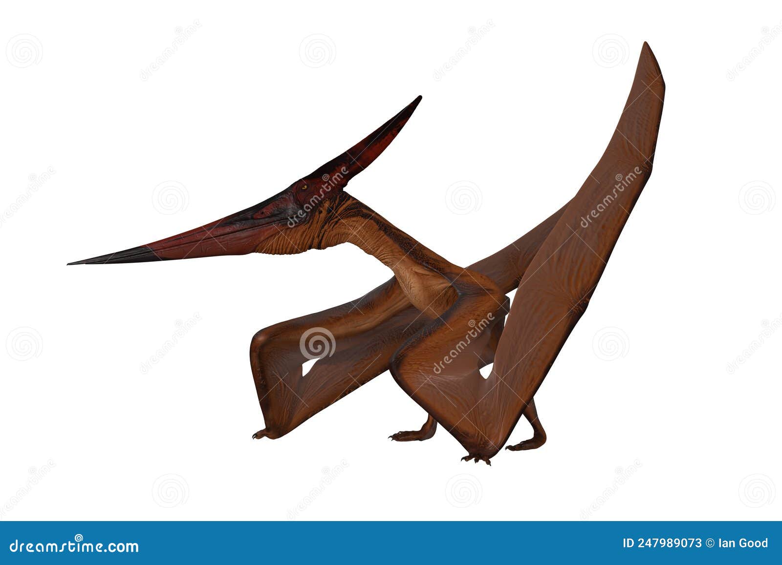 Pteranodon Dinosaur on the Ground Walking. 3D Illustration Isolated on ...