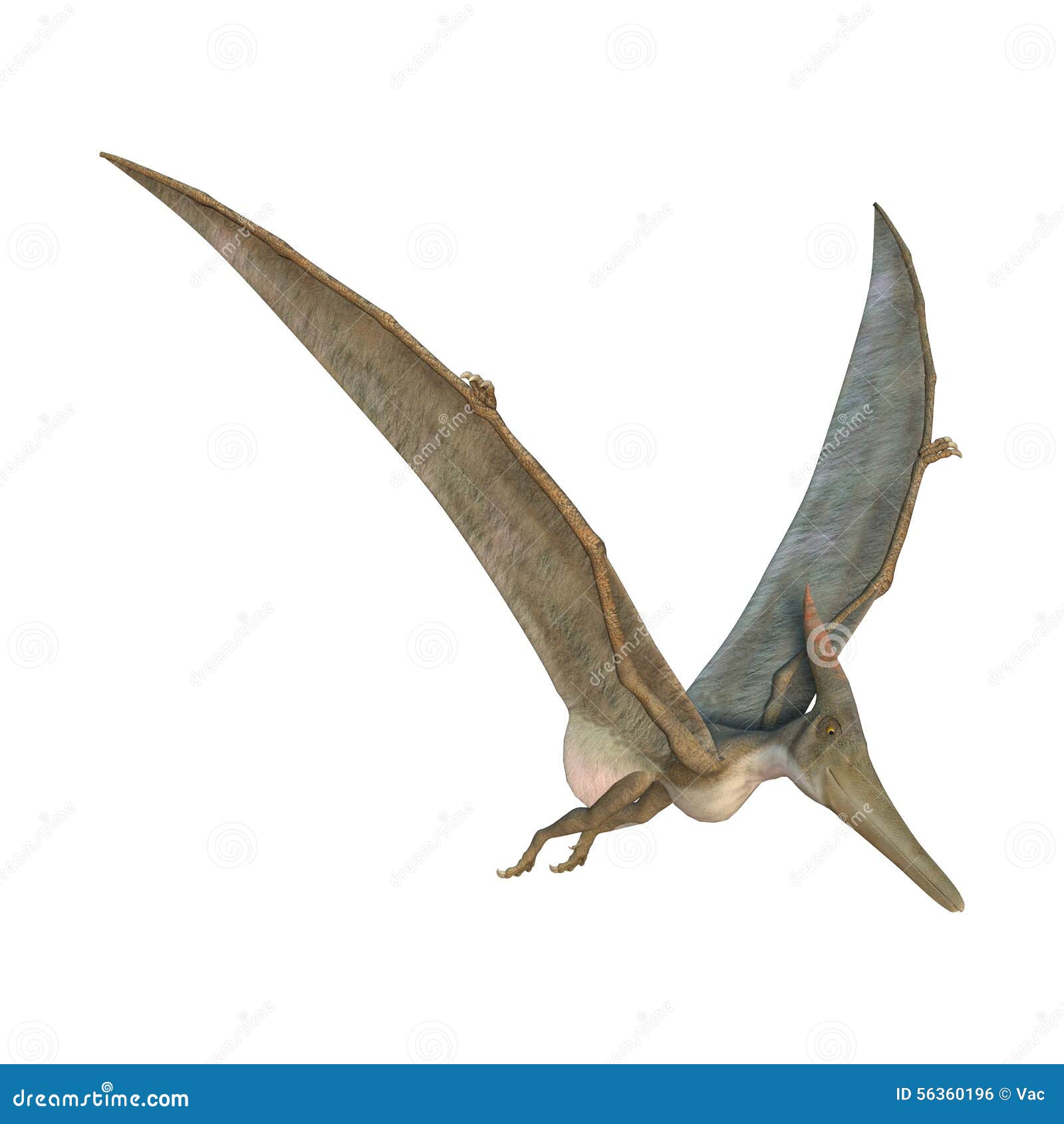 Pteranodon stock illustration. Illustration of white - 56360196