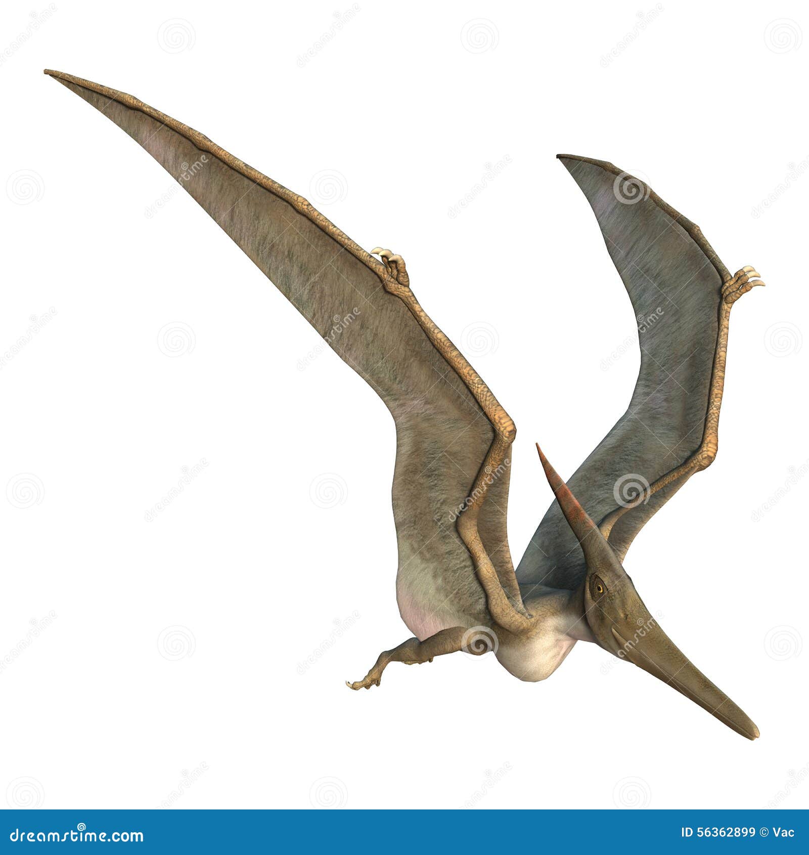 Pteranodon stock illustration. Illustration of extinct - 56362899