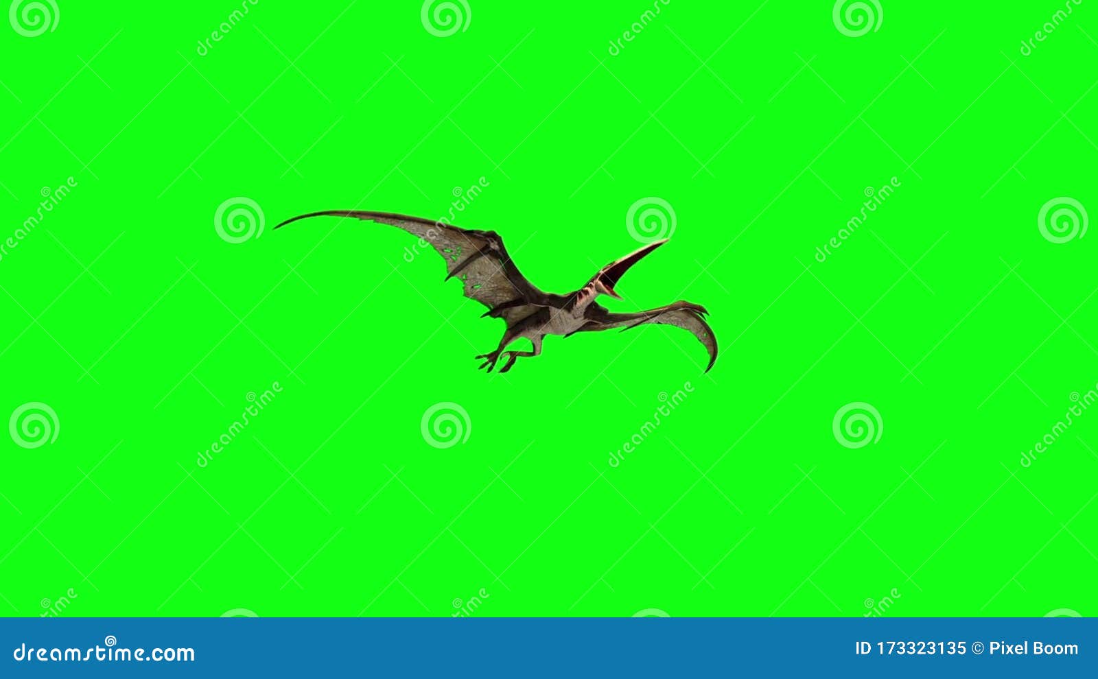 Pteranodon Dinosaurs Fly Front Green Screen 3D Rendering Animation ...