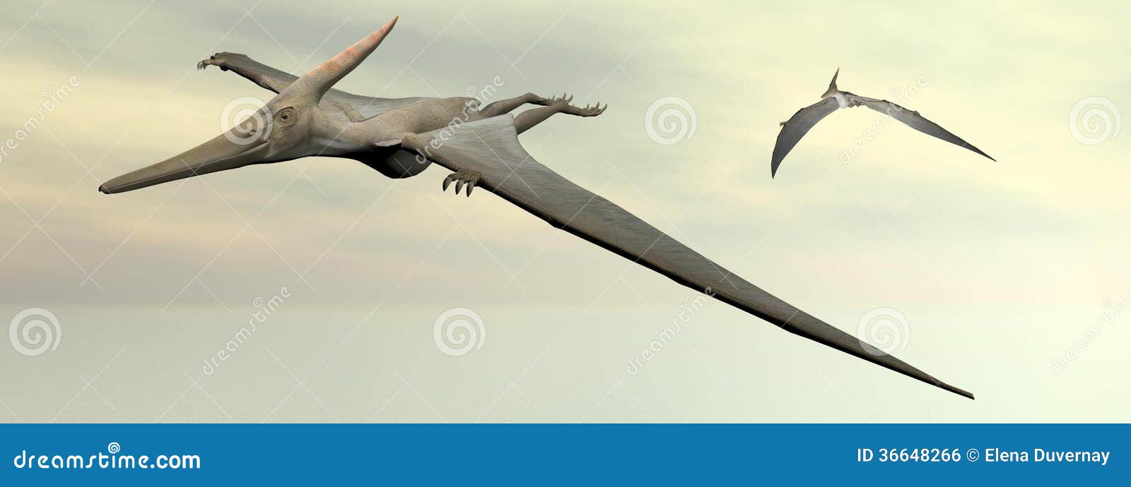 Pteranodon Dinosaurs Flying - 3D Render Stock Illustration ...
