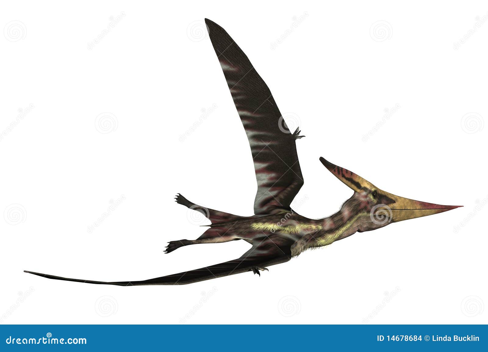 Pteranodon Longiceps stock illustration. Illustration of flying - 14678684