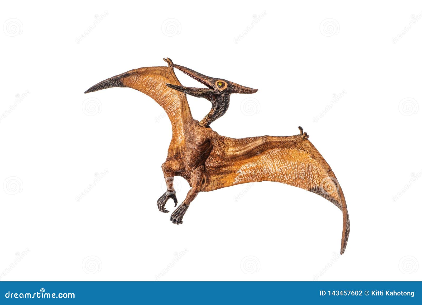Pteranodon Pterodactyl Dinosaur on White Background Stock Photo - Image ...