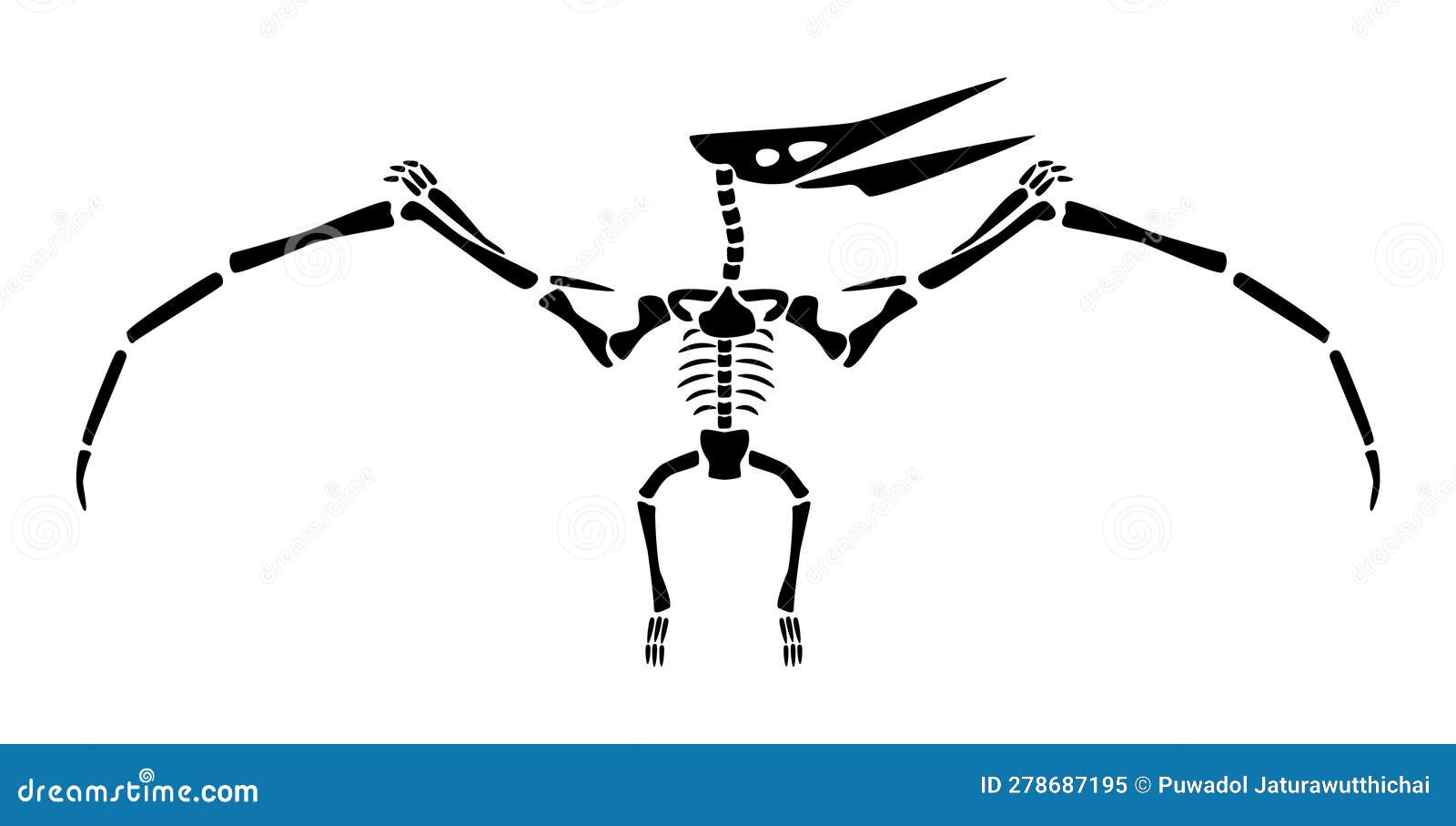 Pteranodon Skeleton . Silhouette Flying Dinosaurs . Front View Stock ...