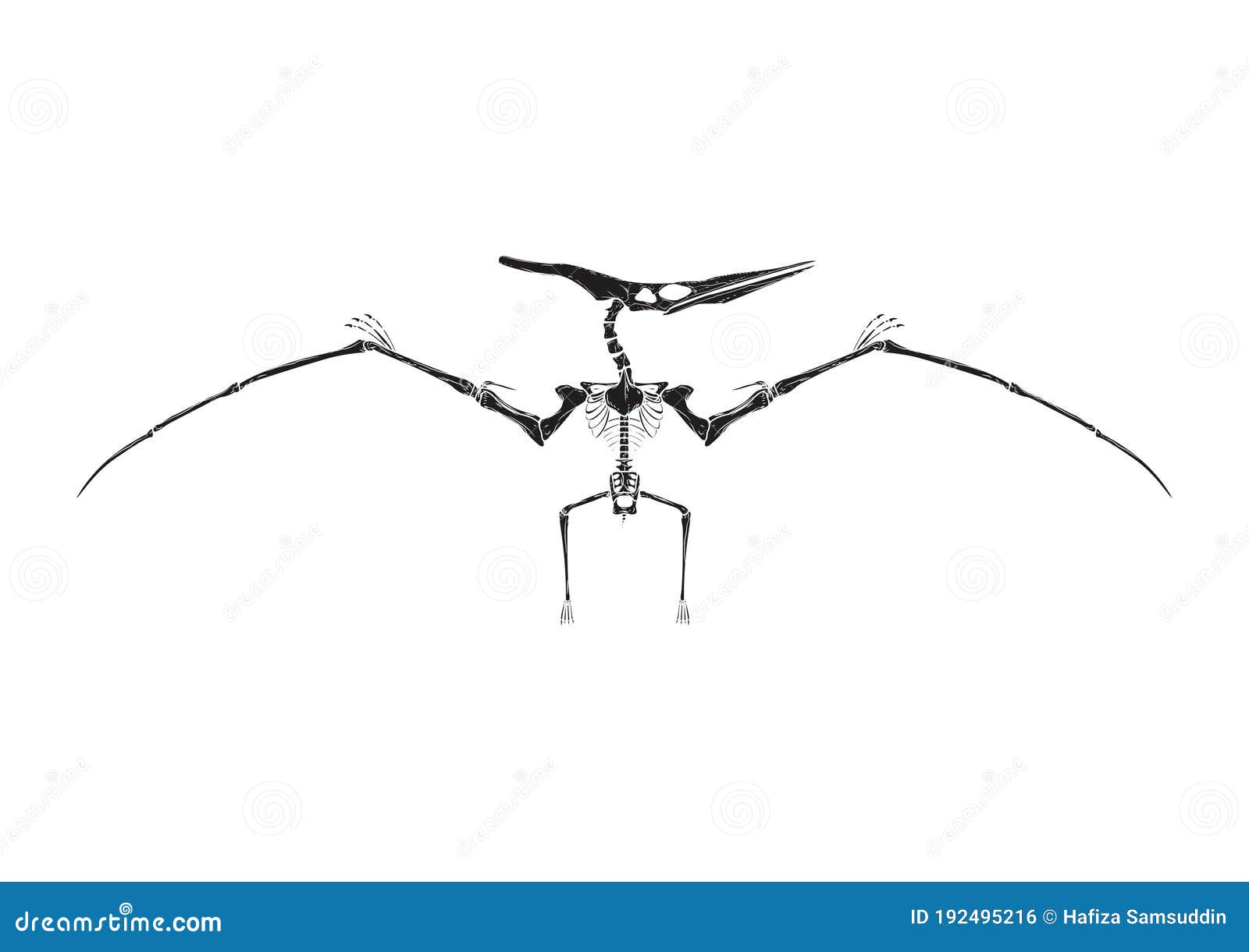 Pterodactyl Skeleton Drawing
