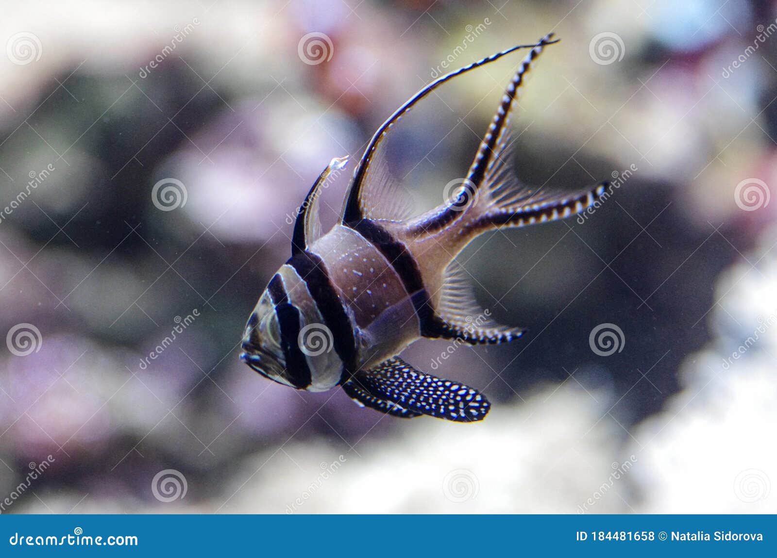 Pterapogon Kauderni in Aquarium Stock Photo - Image of wild, life ...