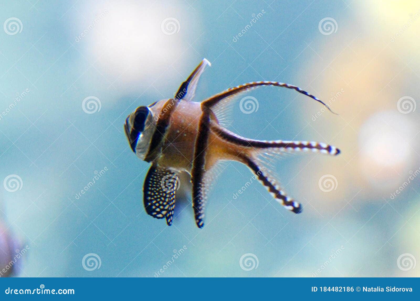 Pterapogon Kauderni in Water Stock Photo - Image of cardinalfish ...
