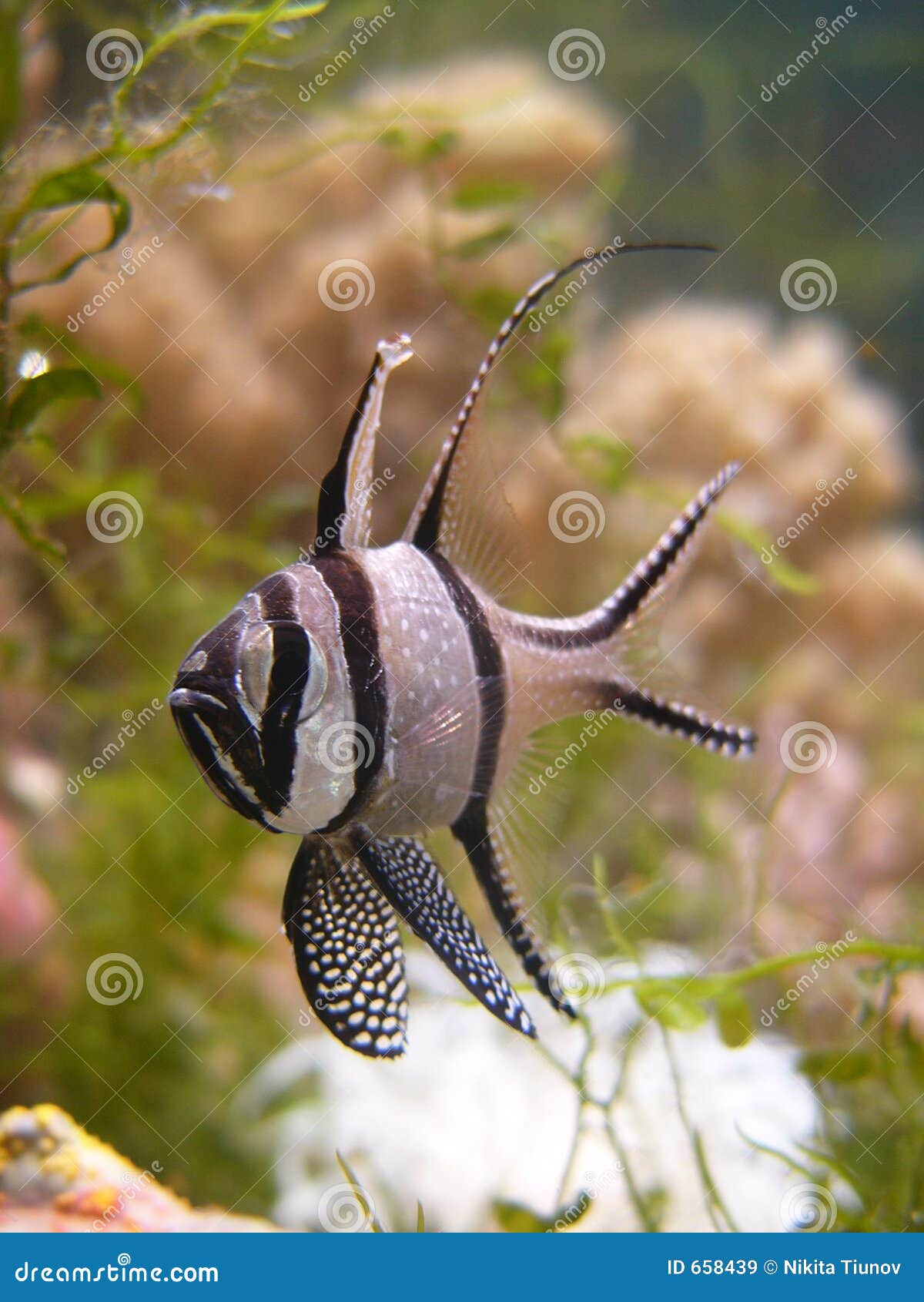 Pterapogon kauderni stock image. Image of saltwater, tropical - 658439