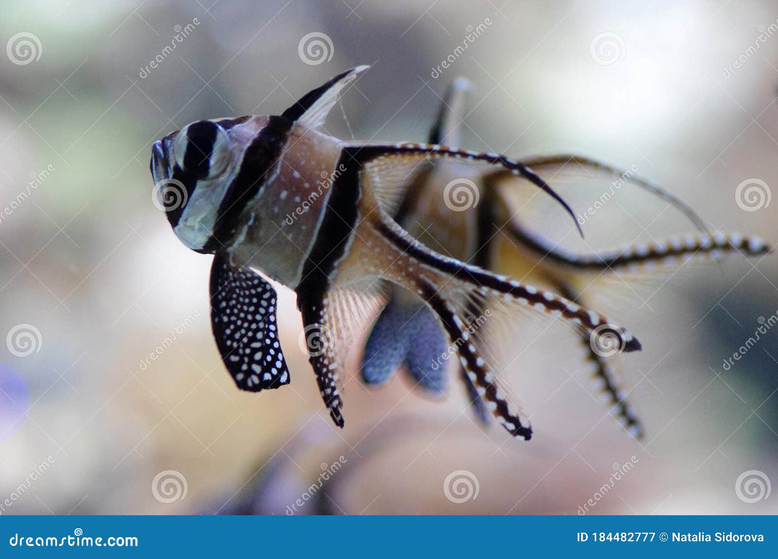 Pterapogon Kauderni in Aquarium, Fish Stock Image - Image of colorful ...