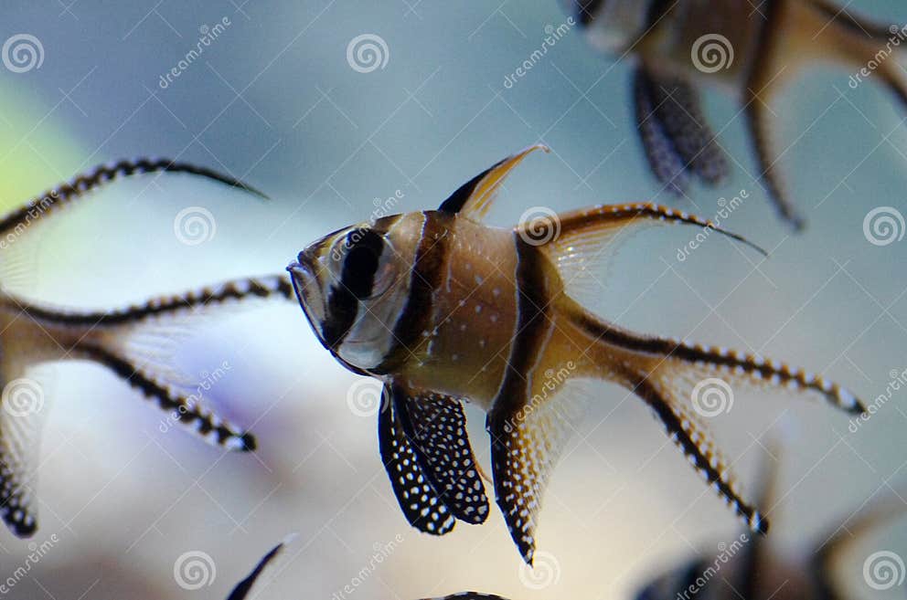 Pterapogon Kauderni in Aquarium, Fish Stock Photo - Image of fish ...