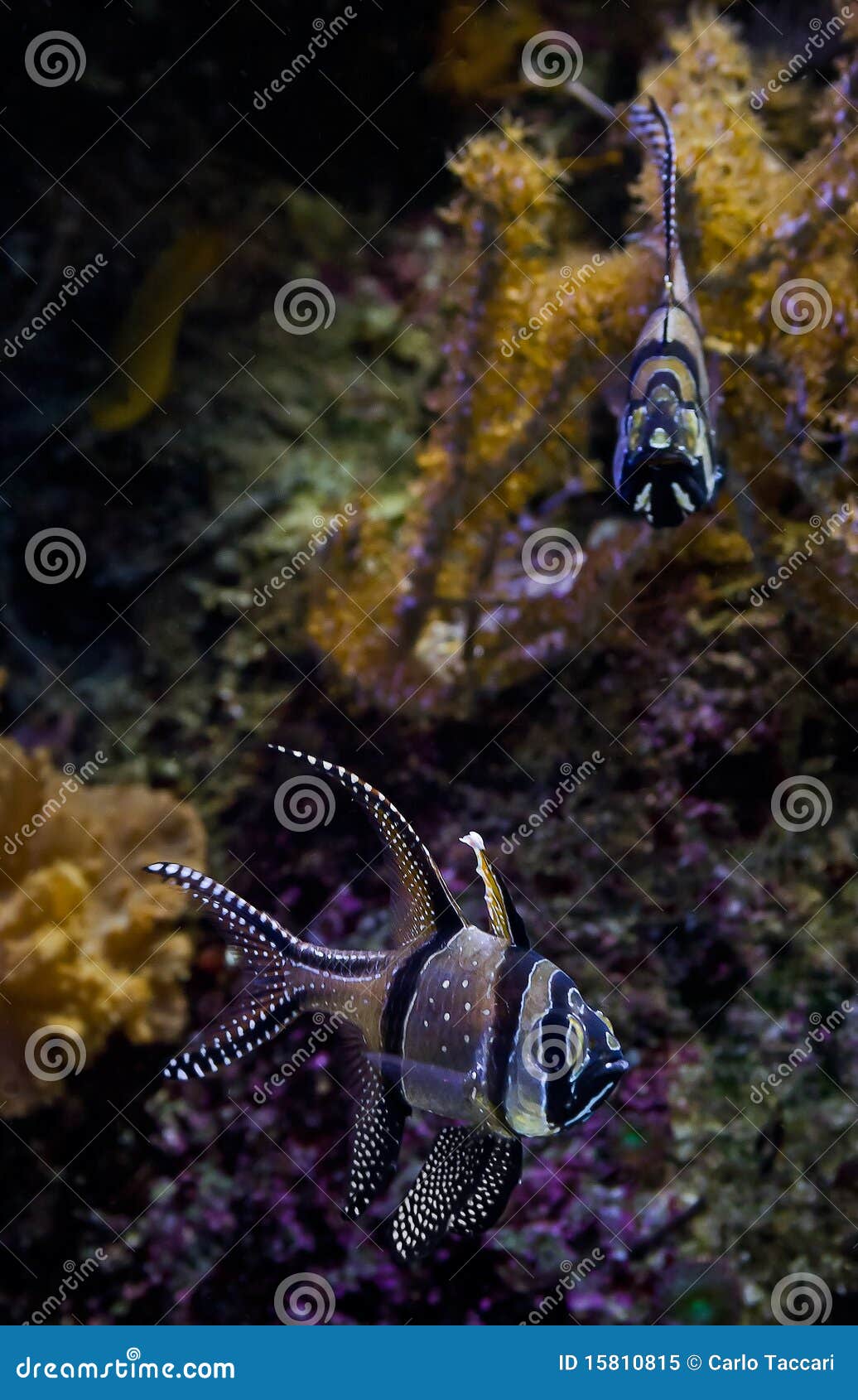 Pterapogon Kauderni - Cardinal Fish Stock Image - Image of stripe ...