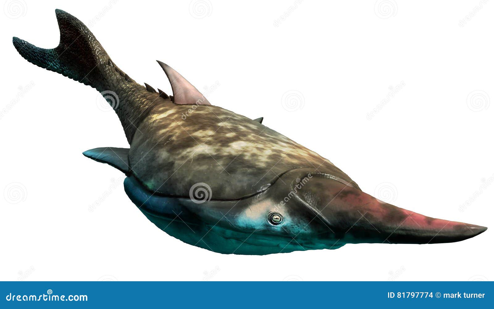 Pteraspis stock illustration. Illustration of prehistoric - 81797774