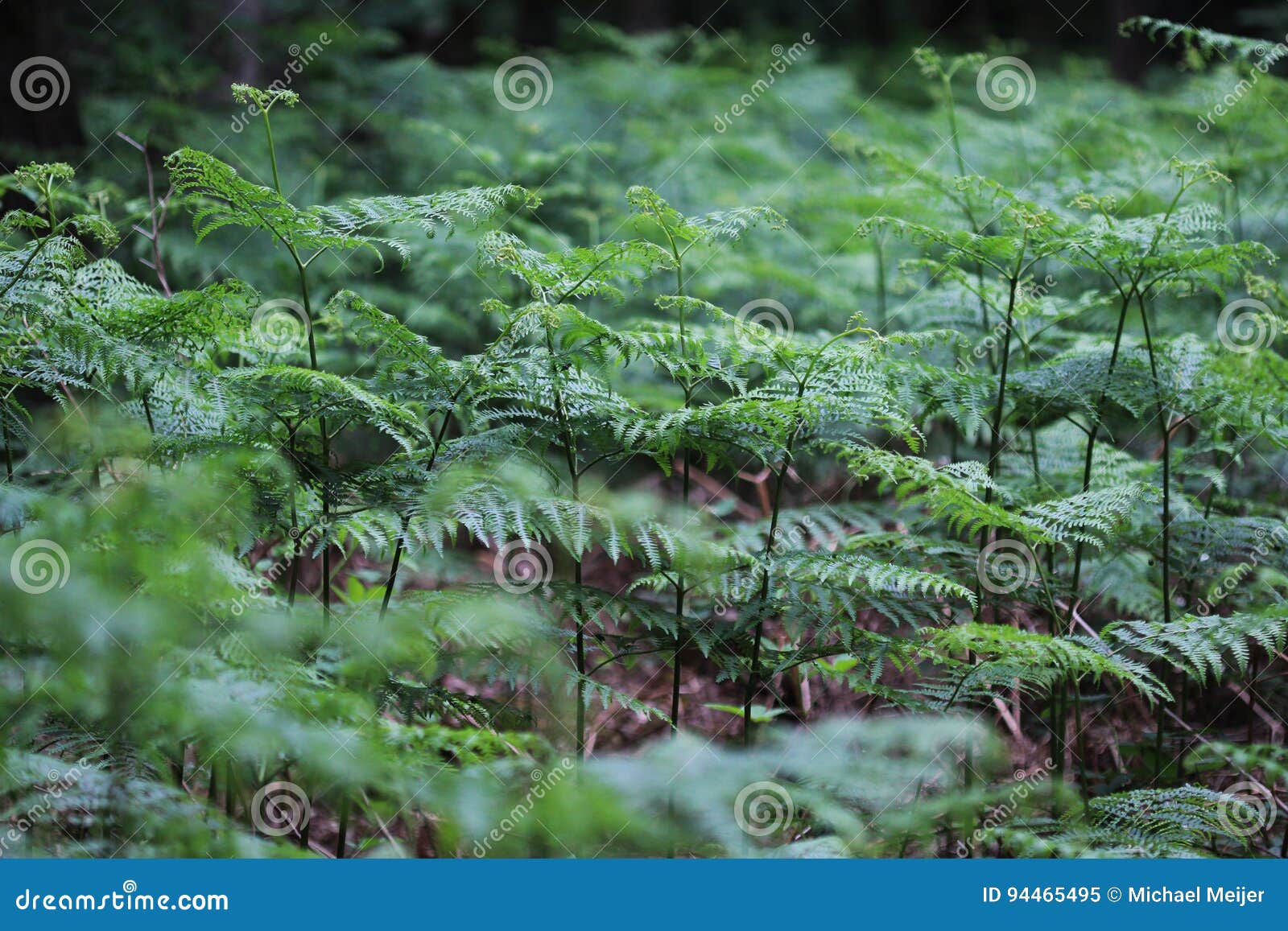 Pteridium aquilinum immagine stock. Immagine di ambiente - 94465495