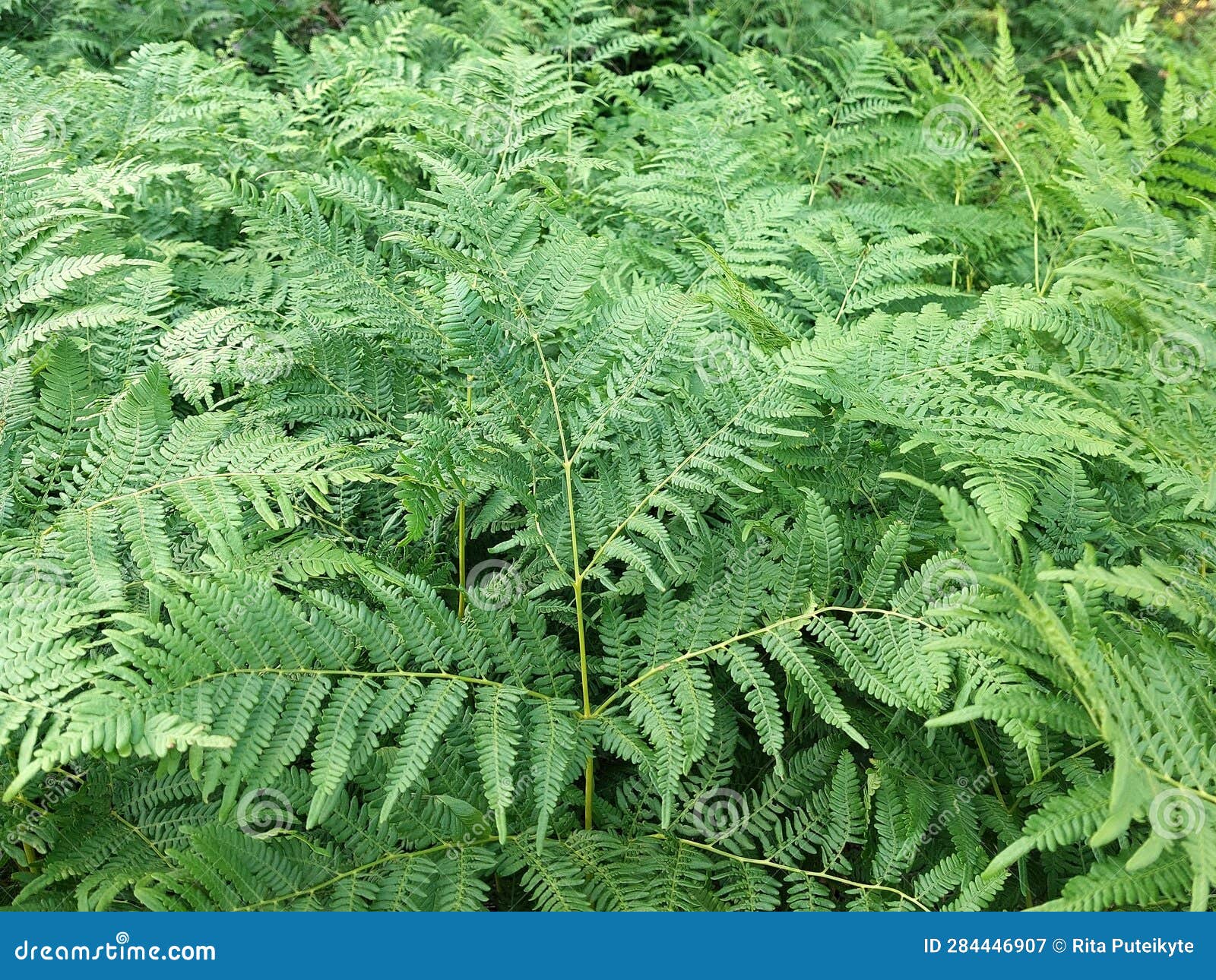 Bracken (Pteridium Aquilinum) Stock Image - Image of distribution ...