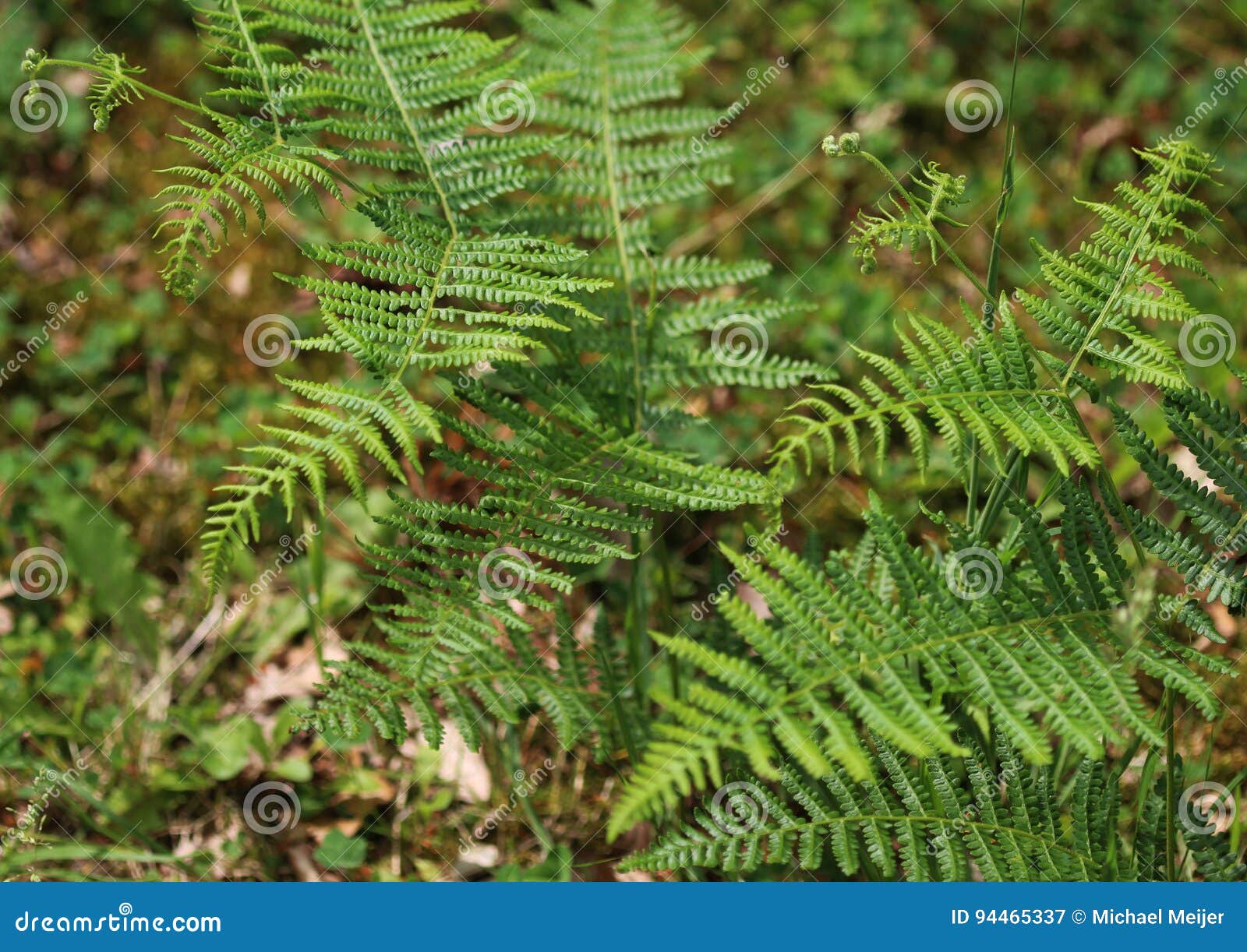 Pteridium aquilinum stock image. Image of frond, botanic - 94465337