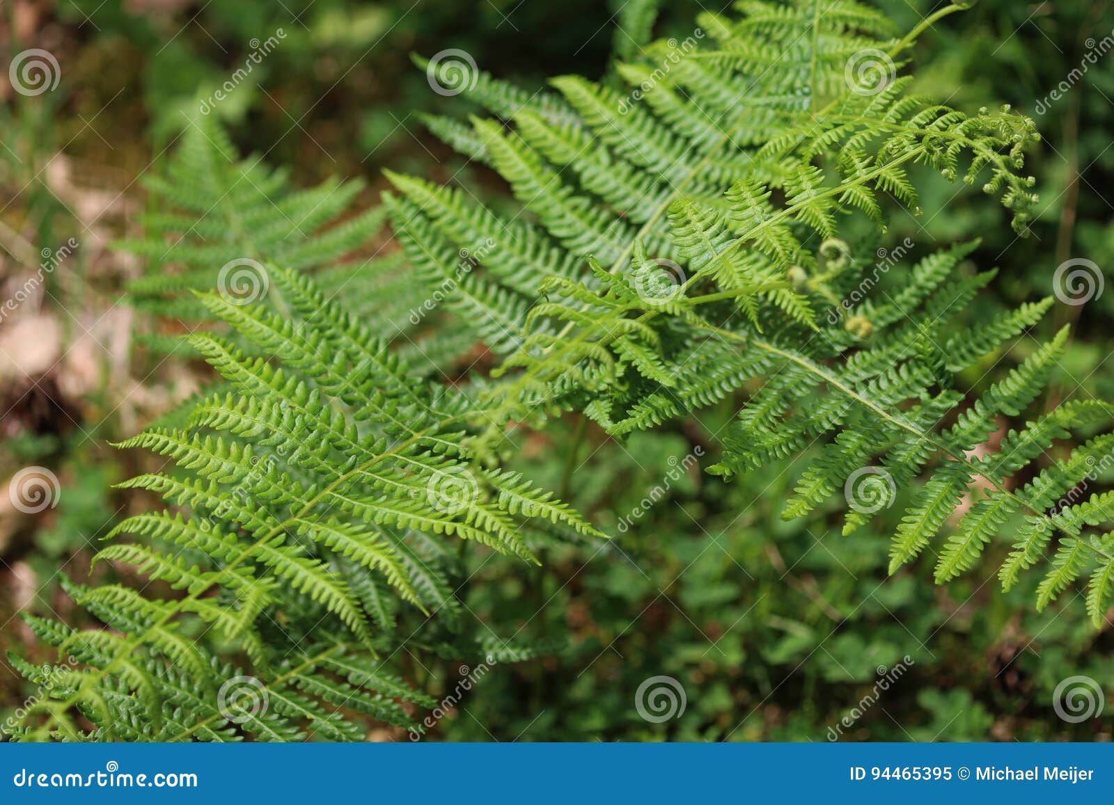Pteridium Aquilinum, Also Known As Eagle Fern, Is A Species Of Fern ...