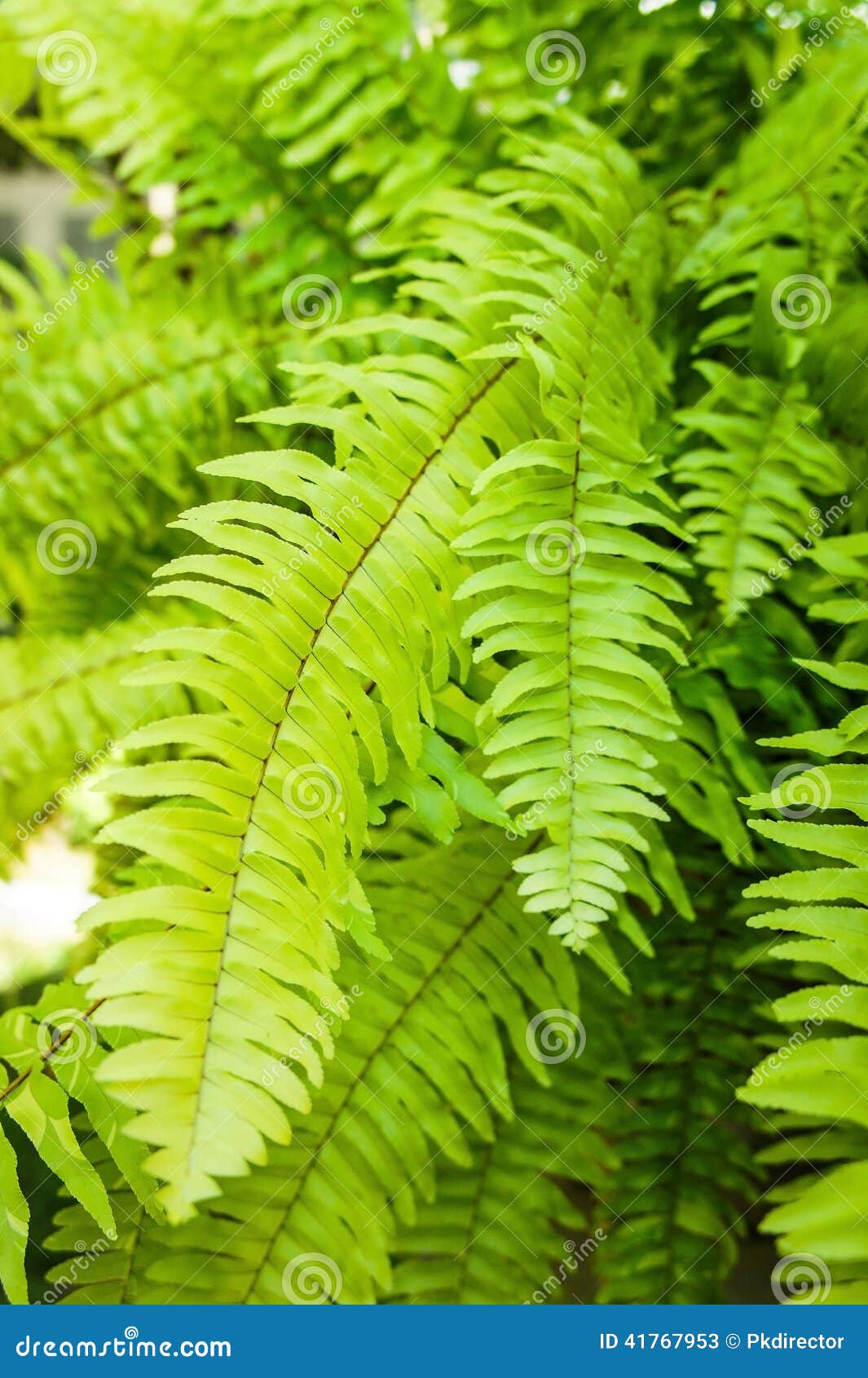 Pteridophyta stock image. Image of leaf, life, rain, amazon - 41767953