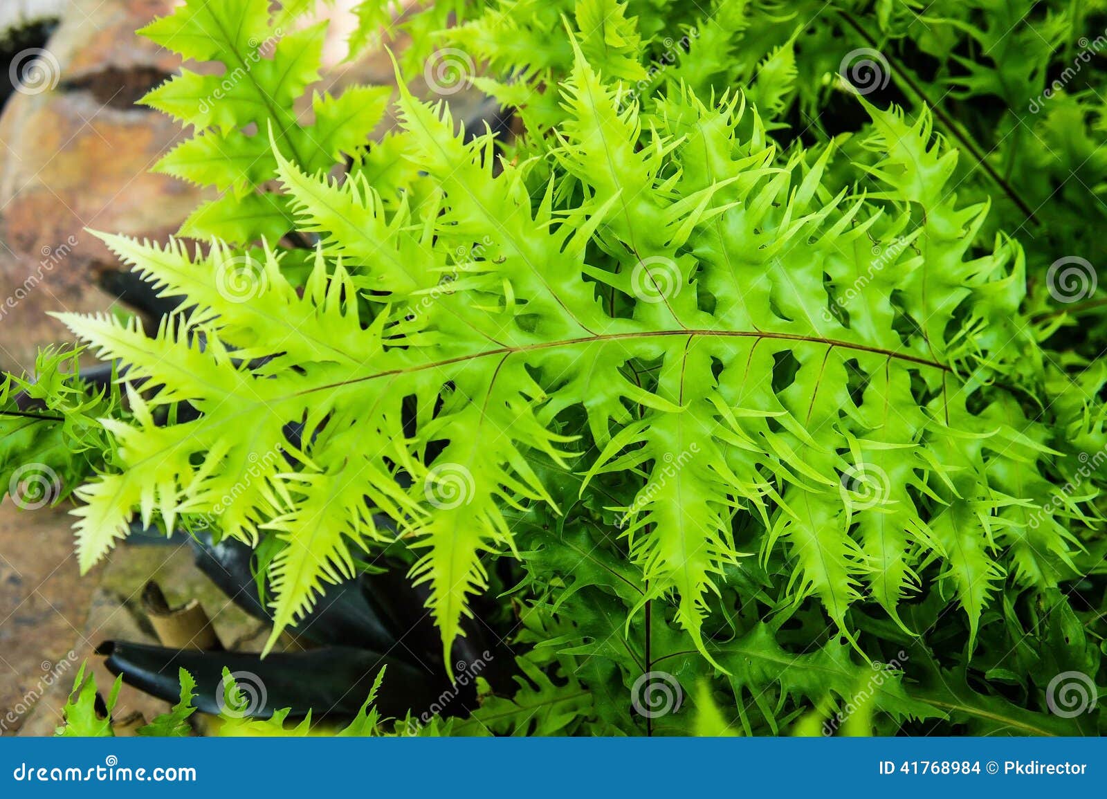 Pteridophyta stock photo. Image of area, fern, frond - 41768984