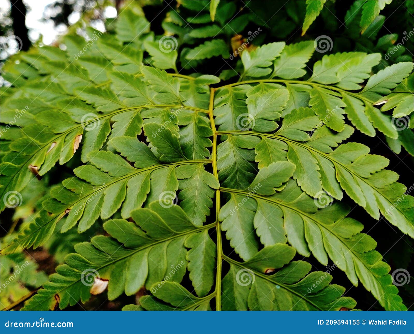 Pteridophyta Stock Image | CartoonDealer.com #209594155