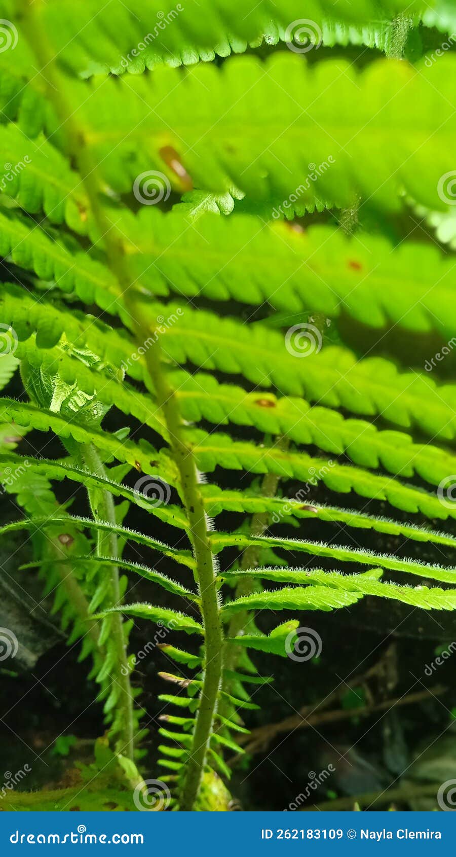 Pteridophyta Lycopodiinae Plantae Stock Image - Image of life, nature ...
