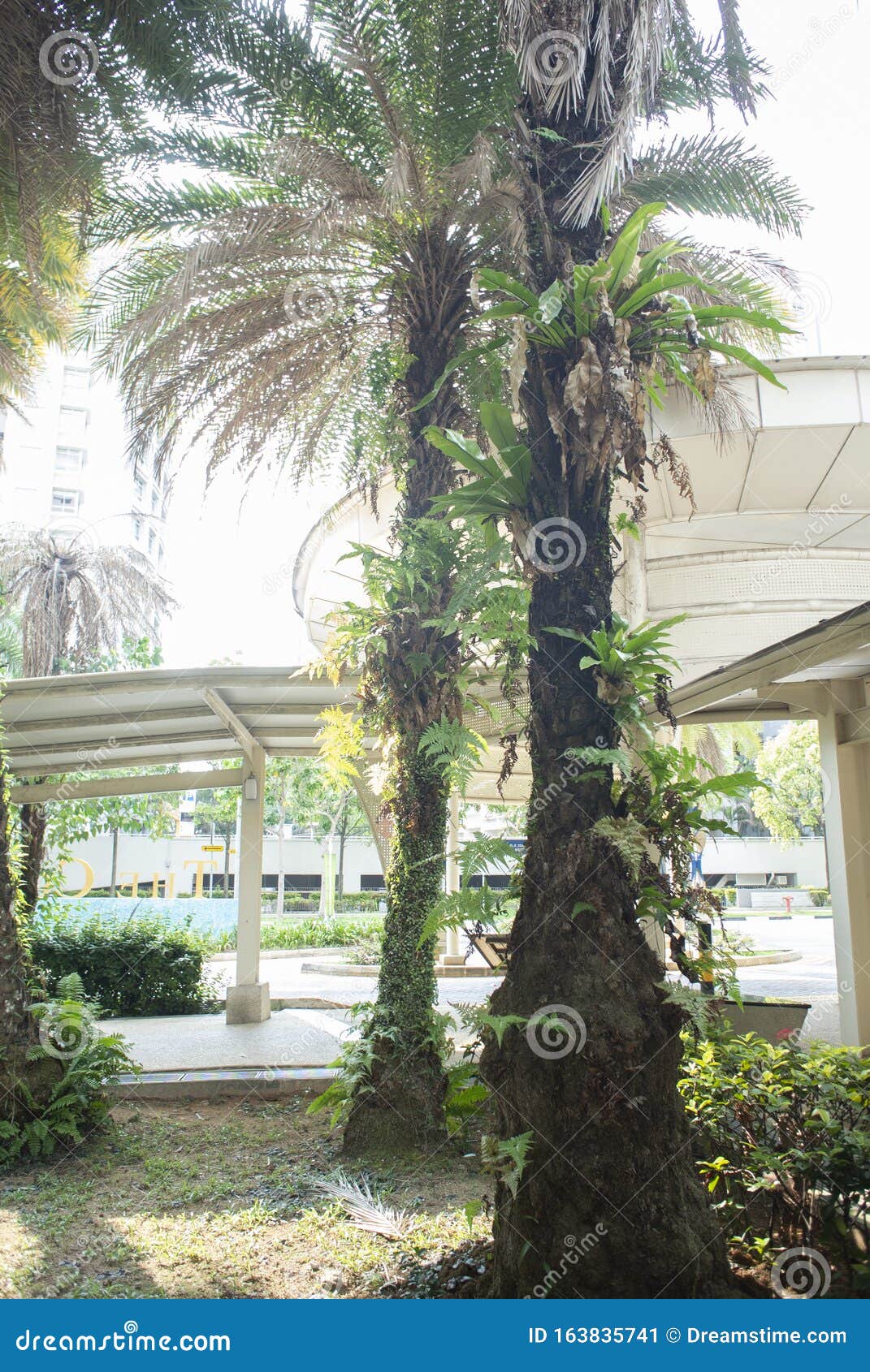 Pteridophytes Growing on Trees with Strong Sunlight Stock Image - Image ...