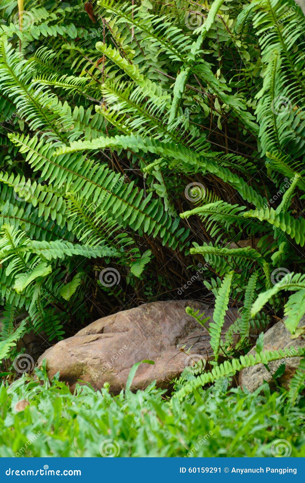 Pteridophytes Stock Images - Download 62 Photos