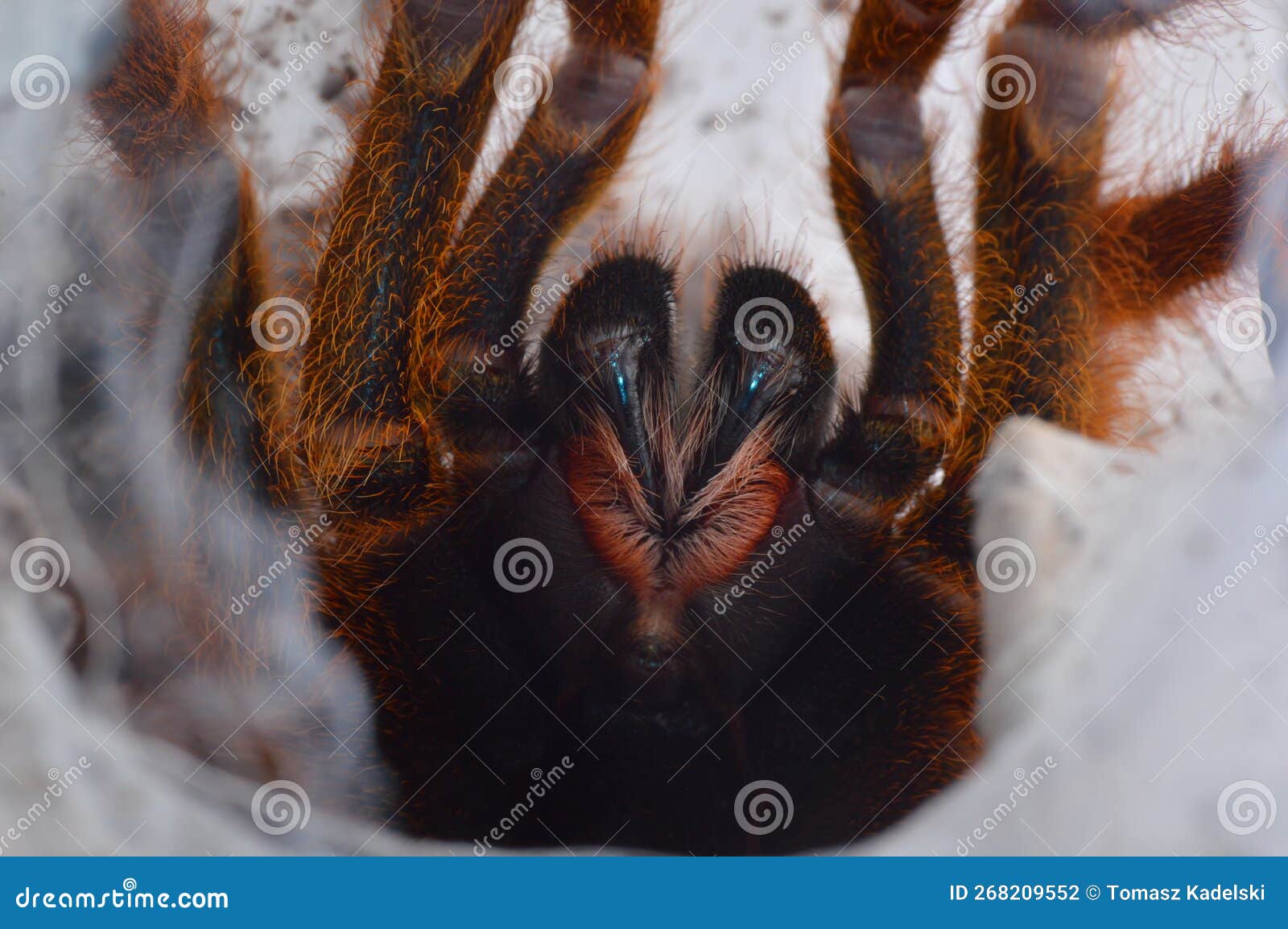 Pterinochilus Murinus Usambara Spider Close Up Stock Photo - Image of ...