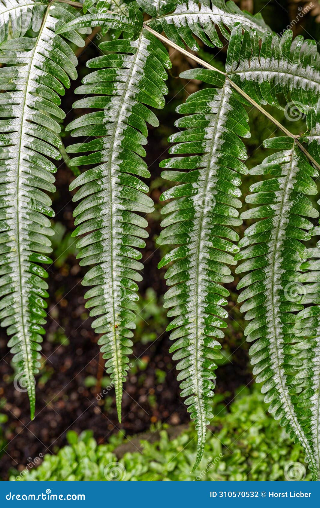Pteris Argyraea (silver Brake Fern). Stock Photo - Image of fresh ...