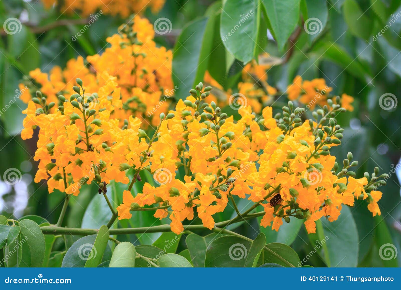 Pterocarpus indicus stock image. Image of peel, tropical - 40129141