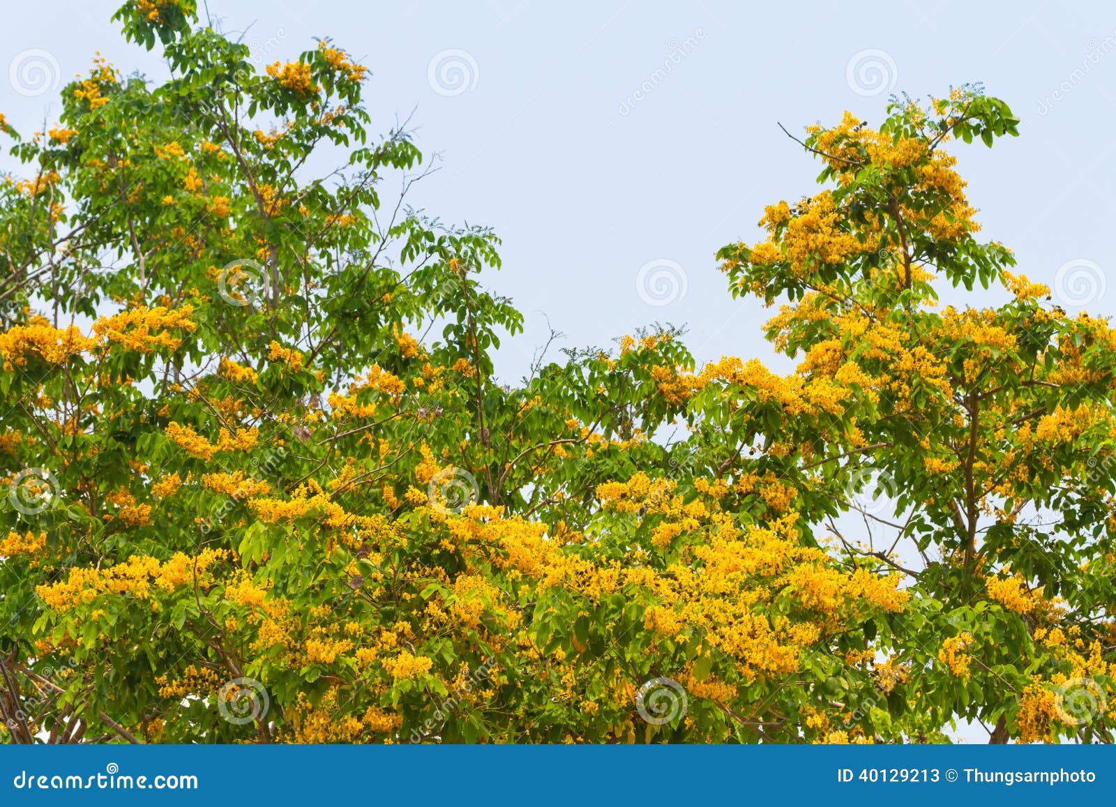 Pterocarpus indicus stock image. Image of pashu, amboine - 40129213