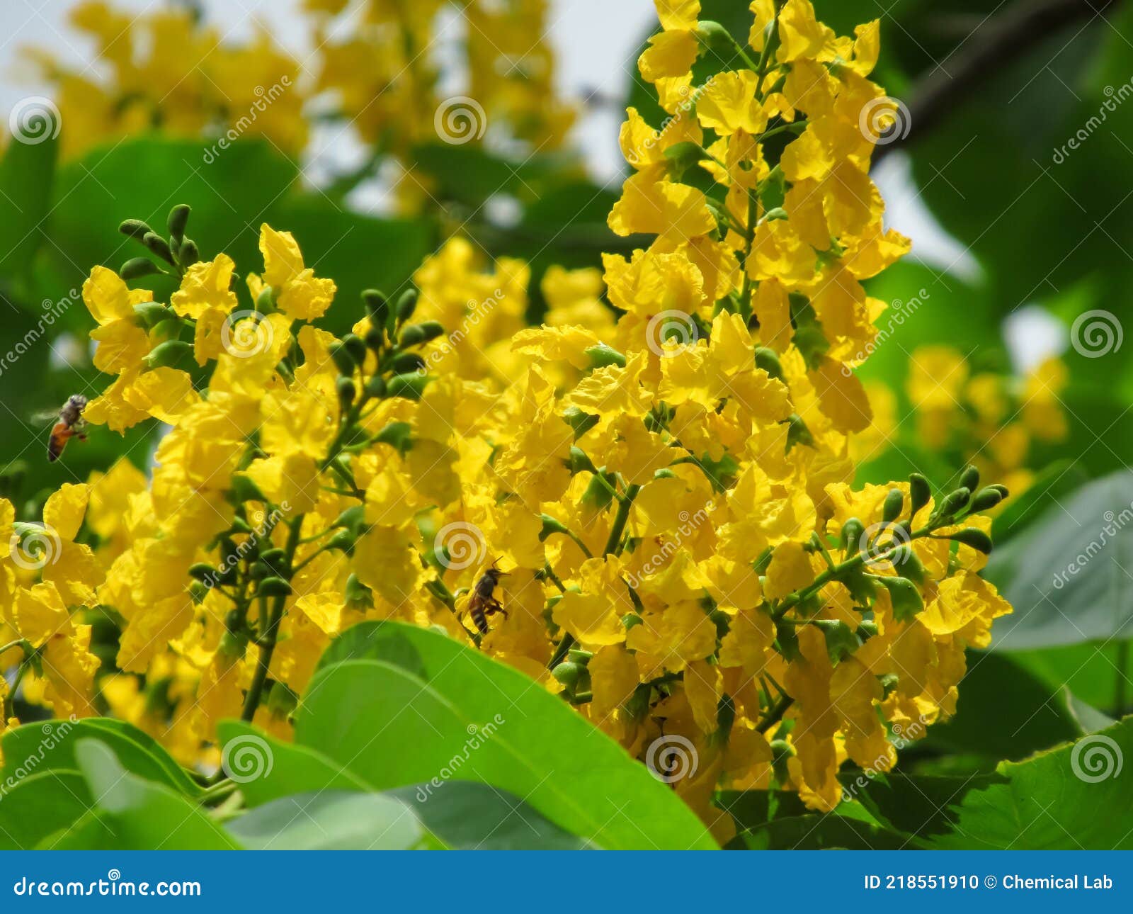Pterocarpus indicus Willd stock photo. Image of blooming - 218551910