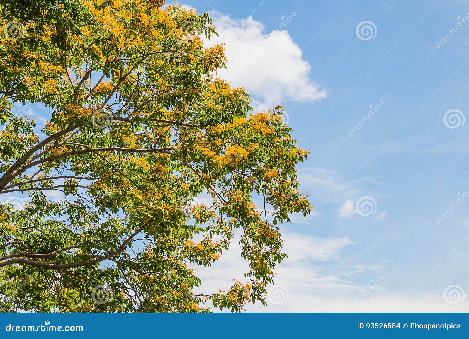 Pterocarpus macrocarpus stock photo. Image of yellow - 93526584