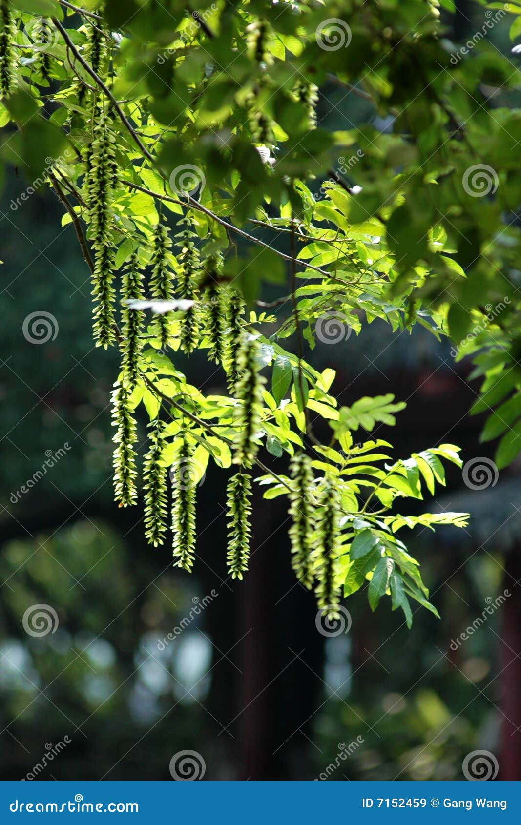 Pterocarya stock image. Image of outdoor, sequence, nature - 7152459