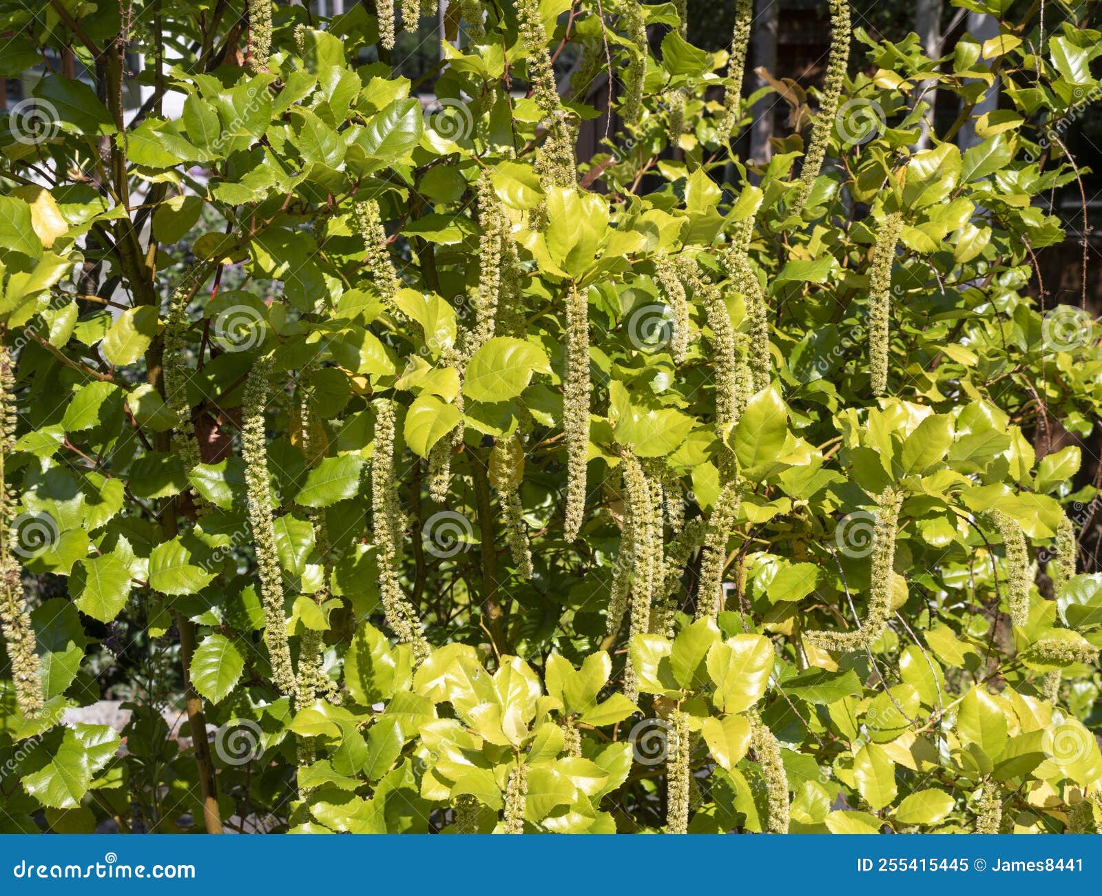 Pterocarya fraxinifolia imagen de archivo. Imagen de germen - 255415445