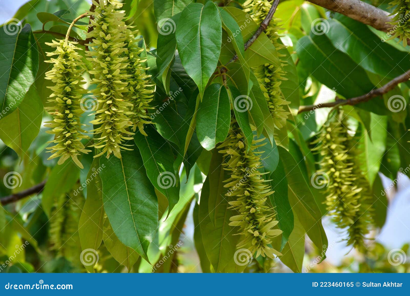 Pterocarya Stenoptera Royalty-Free Stock Photography | CartoonDealer ...