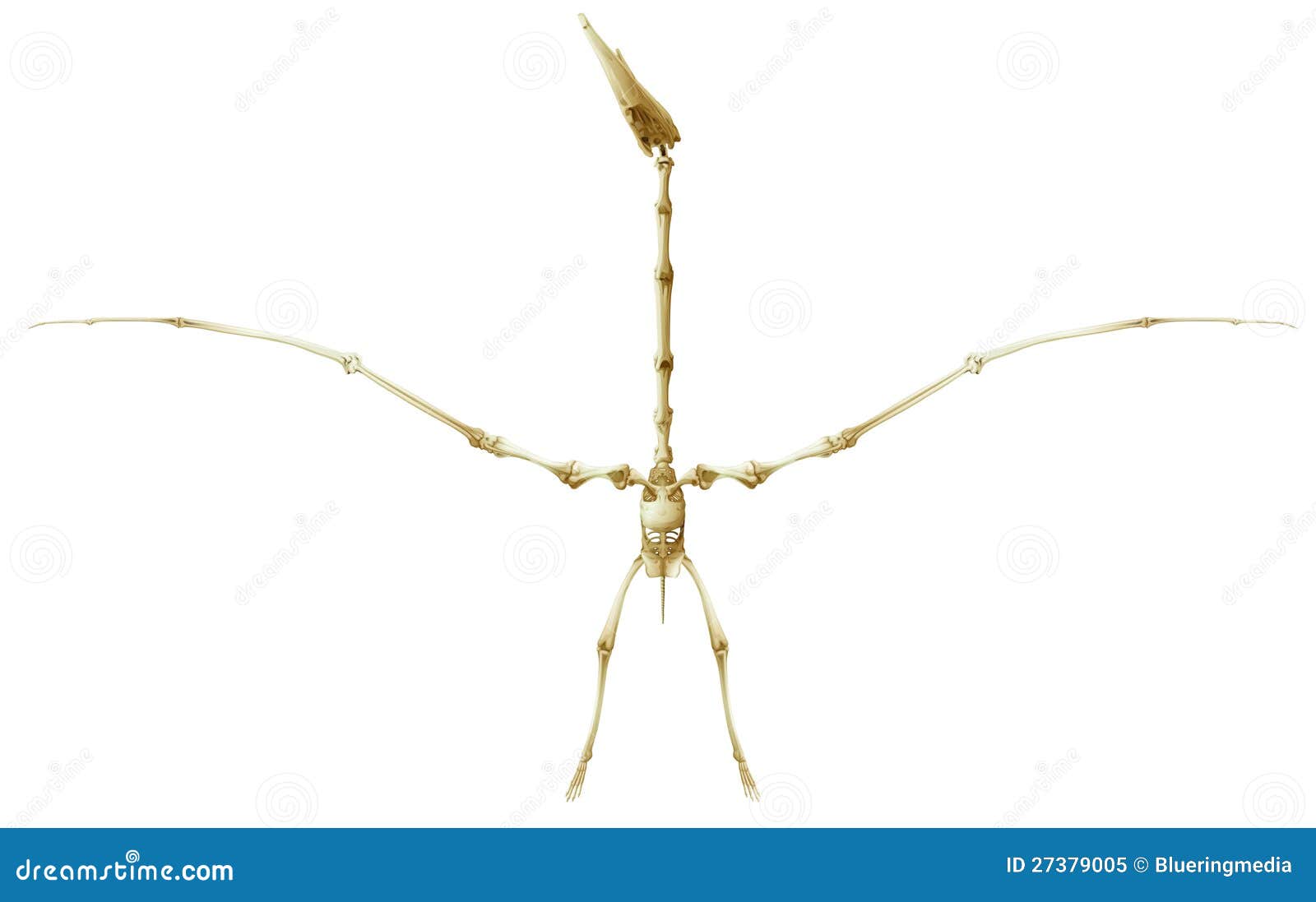 Pterodactyl skeleton stock illustration. Illustration of bones - 27379005