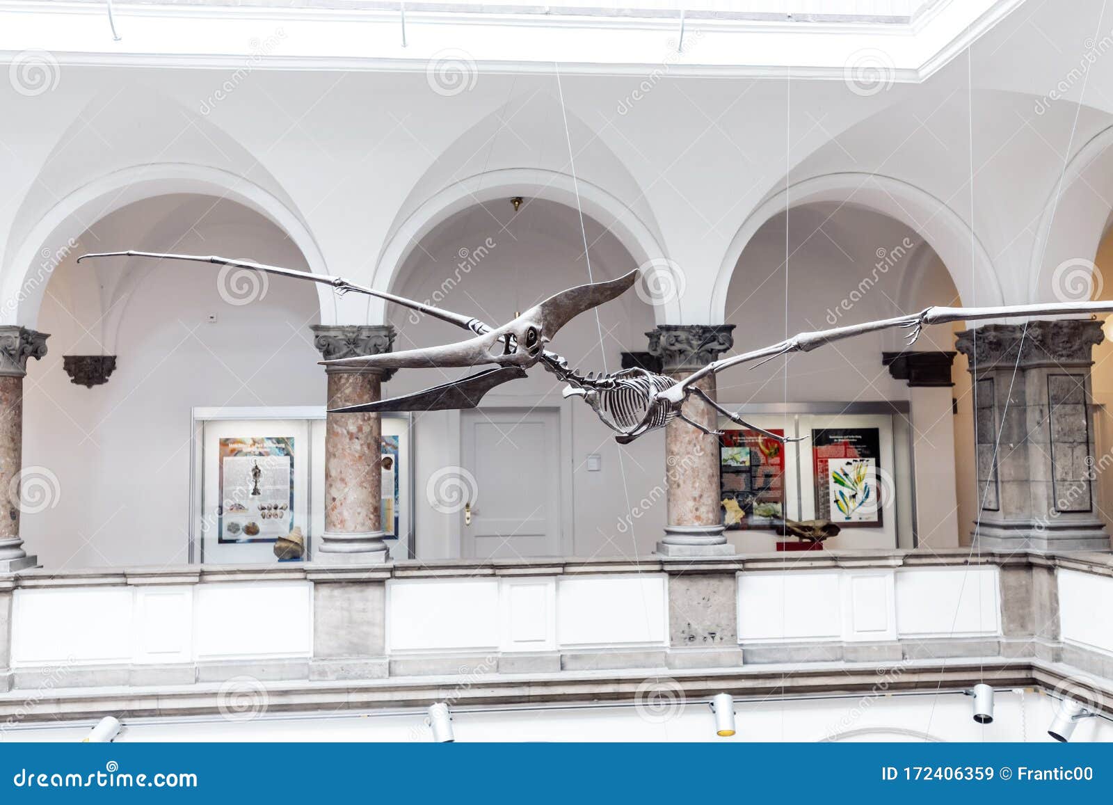 Pterodactyl Skeleton Flies Over the Ceiling of the Paleontological ...
